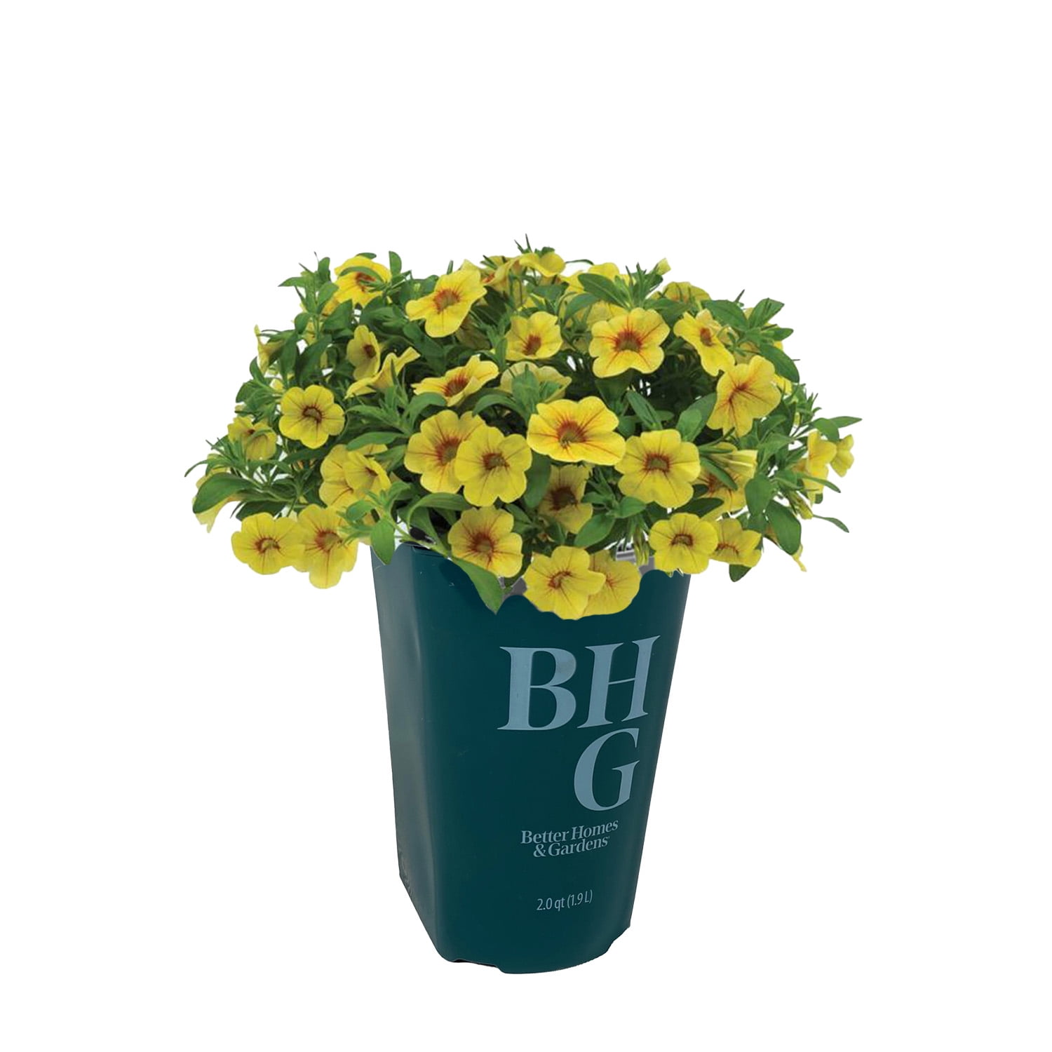 Better Homes & Gardens - 1.5 Pint Calibrachoa (1 Count) Multicolor ...