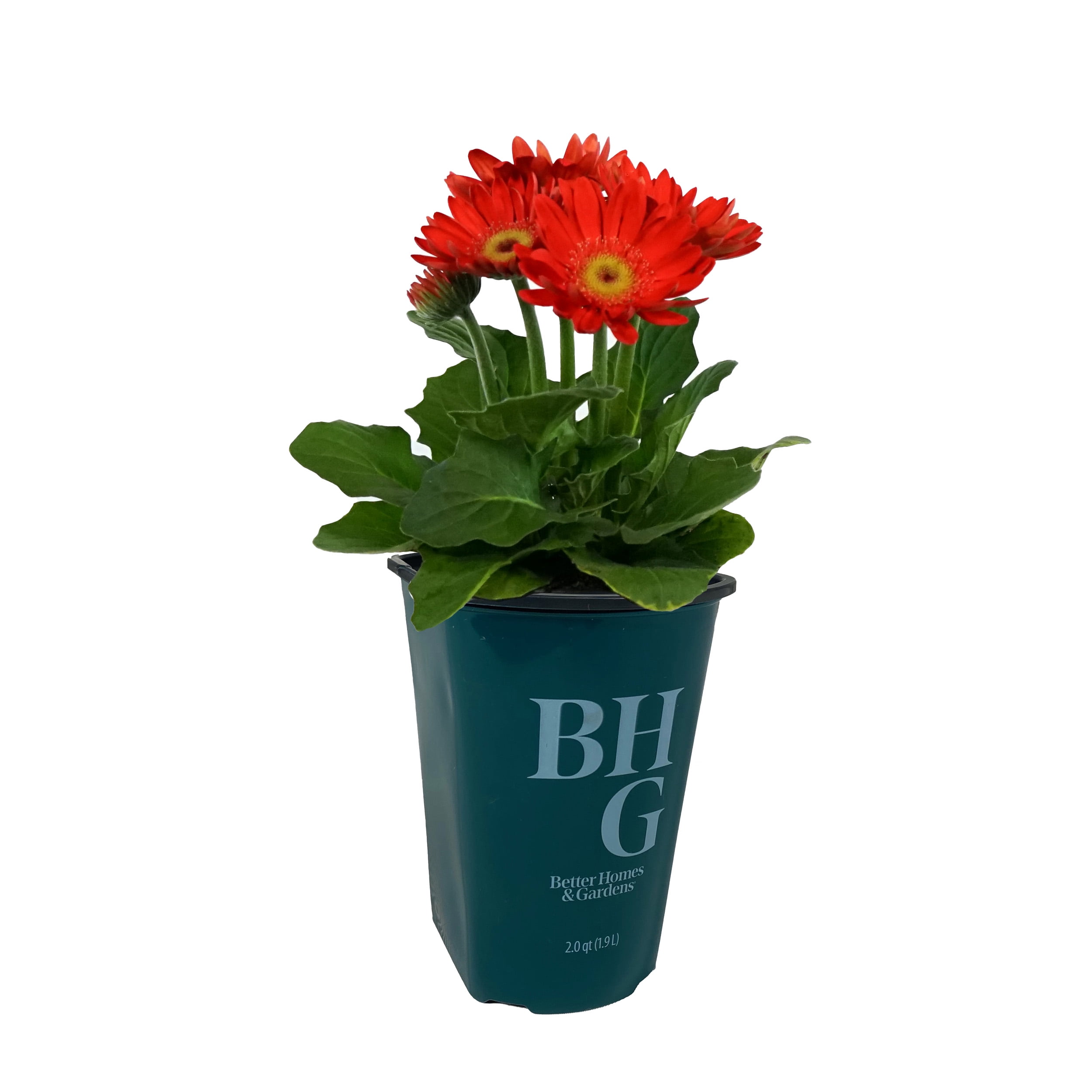 Better Homes & Gardens - 1.5 Pint Orange Gerbera Daisy Annual Flowers ...