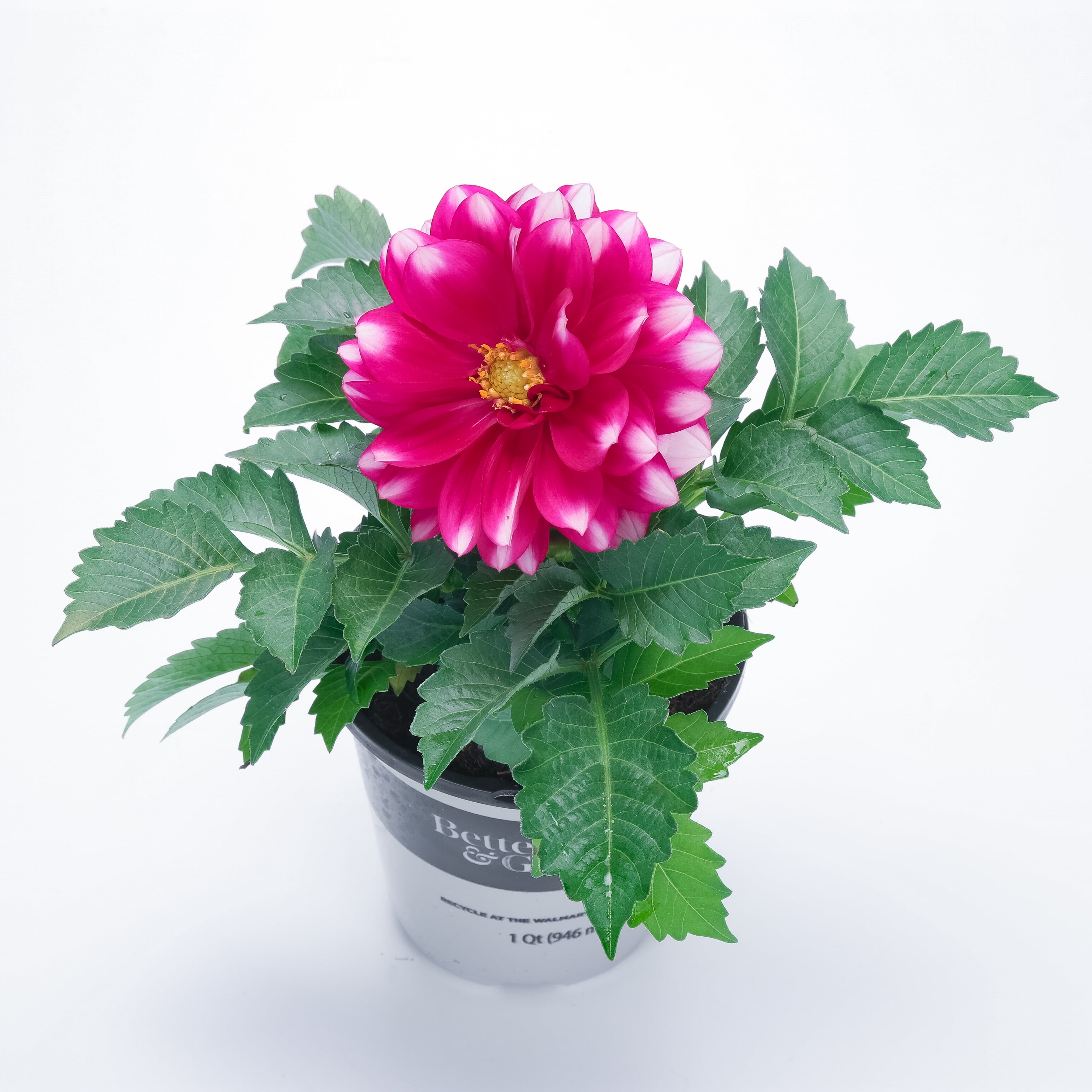 Better Homes & Gardens - 1.5 Pint Pink Dahlia Annual Flowers Outdoor ...
