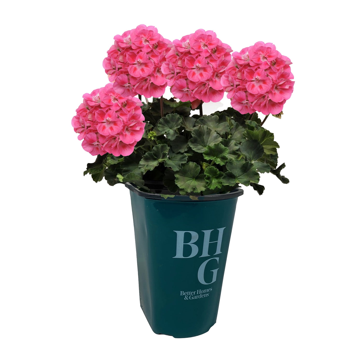 Better Homes & Gardens 1.5 Pint Pink Zonal Geranium Annual Live Plants ...