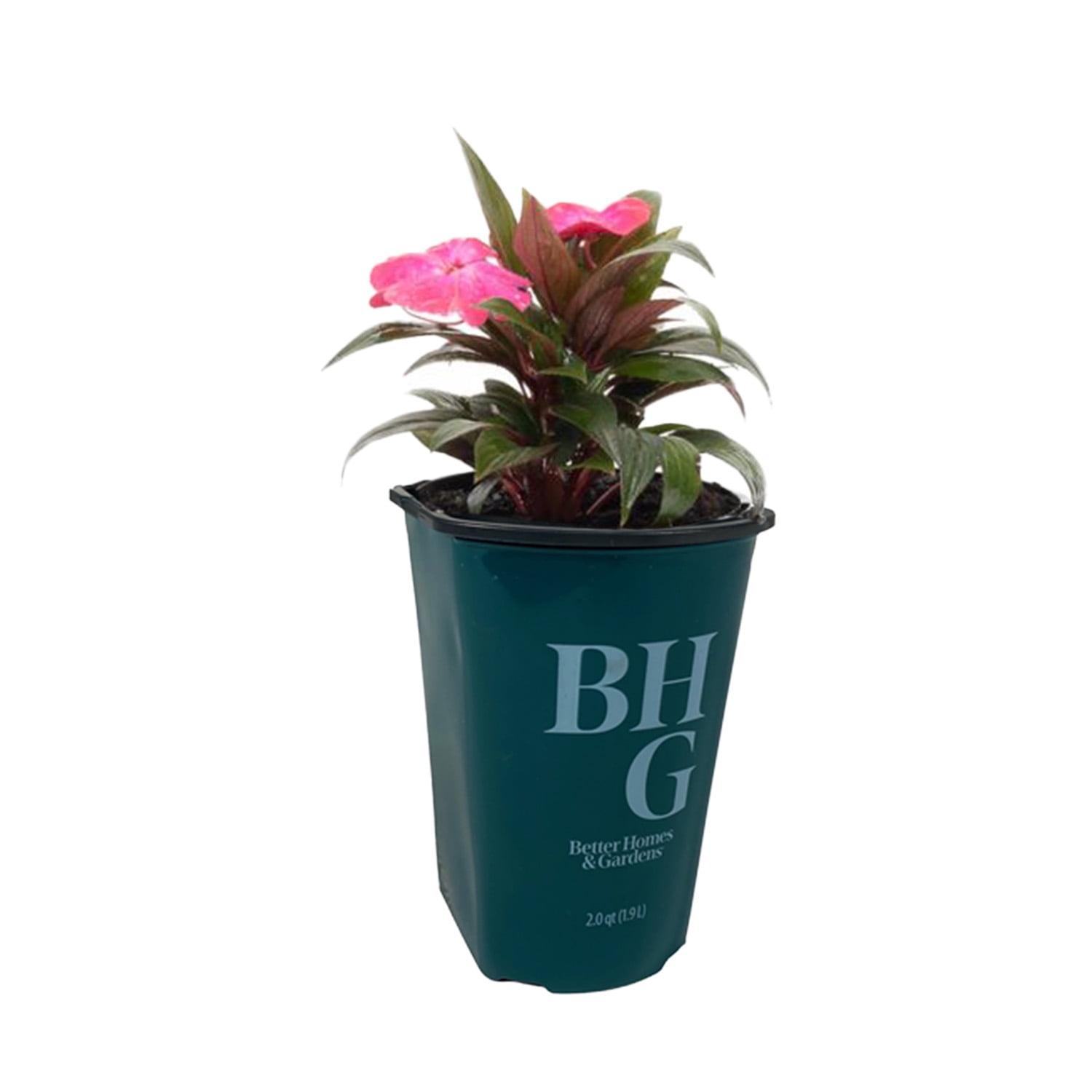 Better Homes & Gardens - 1.5 Pint Purple New Guinea Impatiens Annual ...