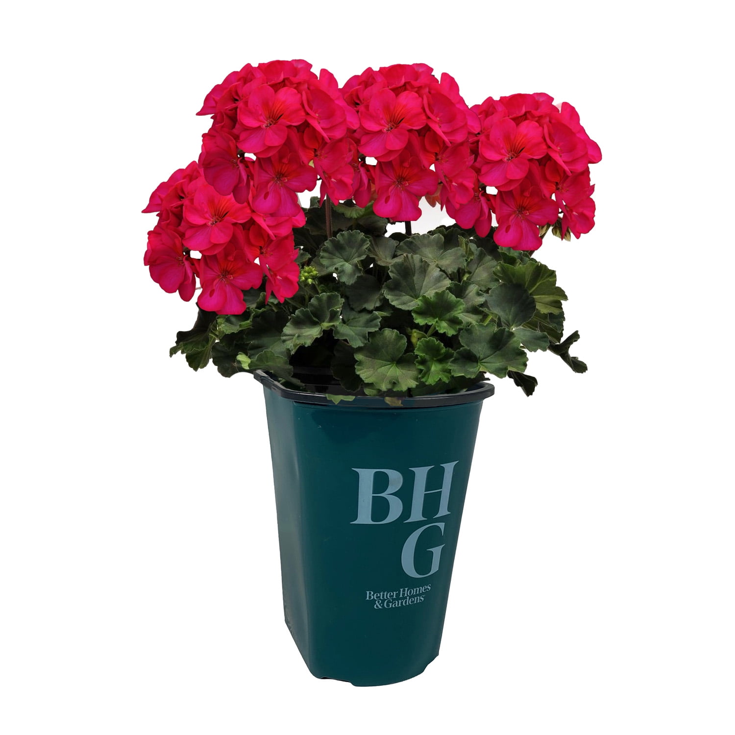 Better Homes & Gardens - 1.5 Pint Violet Zonal Geranium Annual Flowers ...