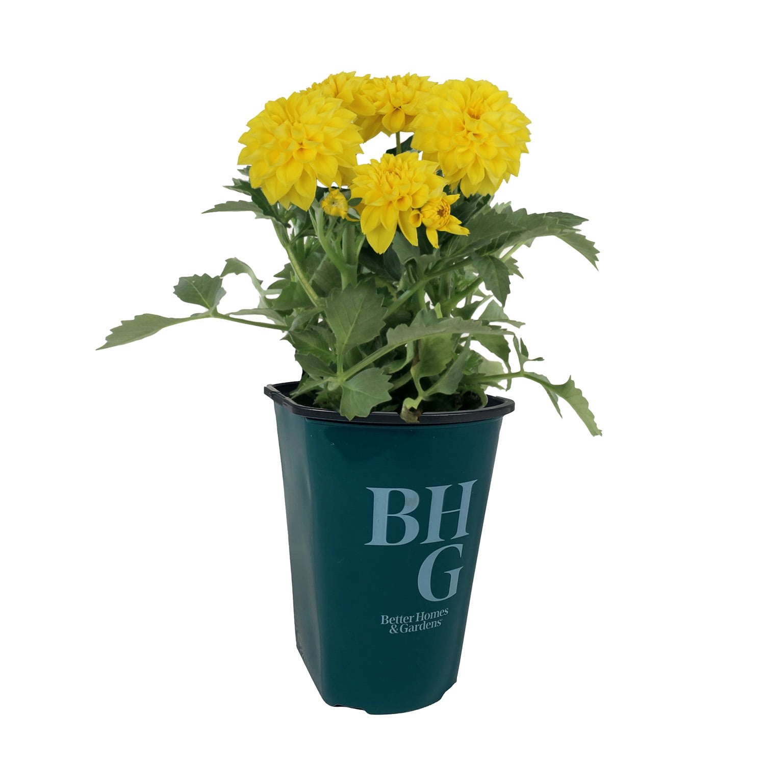 Better Homes & Gardens - 1.5 Pint Yellow Dahlia Annual Flowers ...