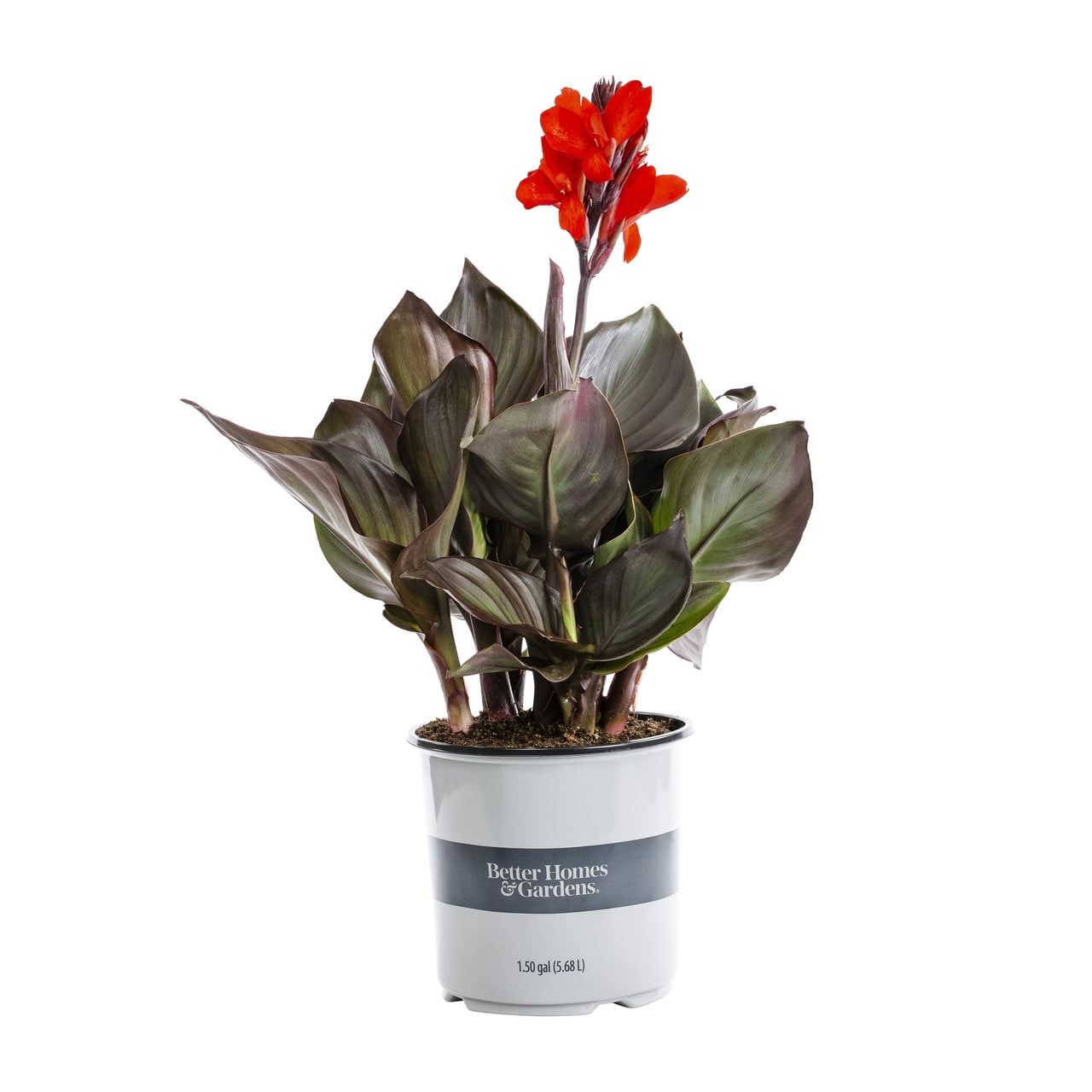 Better Homes & Gardens 1.5G Cleopatra Yellow/Red Canna Lily Live Plants ...