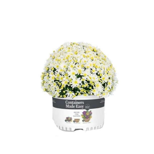 Better Homes & Gardens 1.5G Containers Made Easy Mum Multicolor Live ...