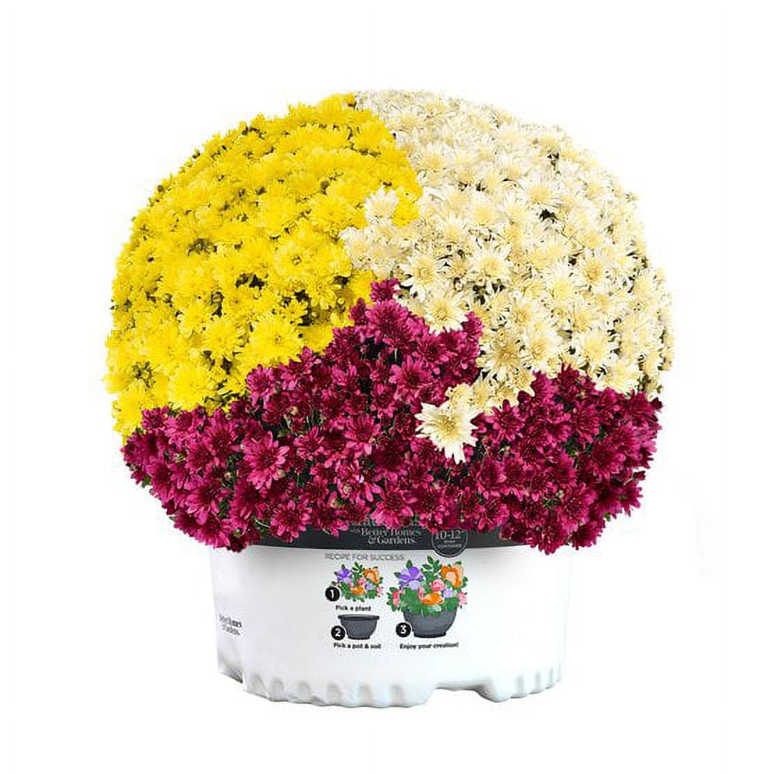 Better Homes & Gardens 1.5G Containers Made Easy Purple, White and ...