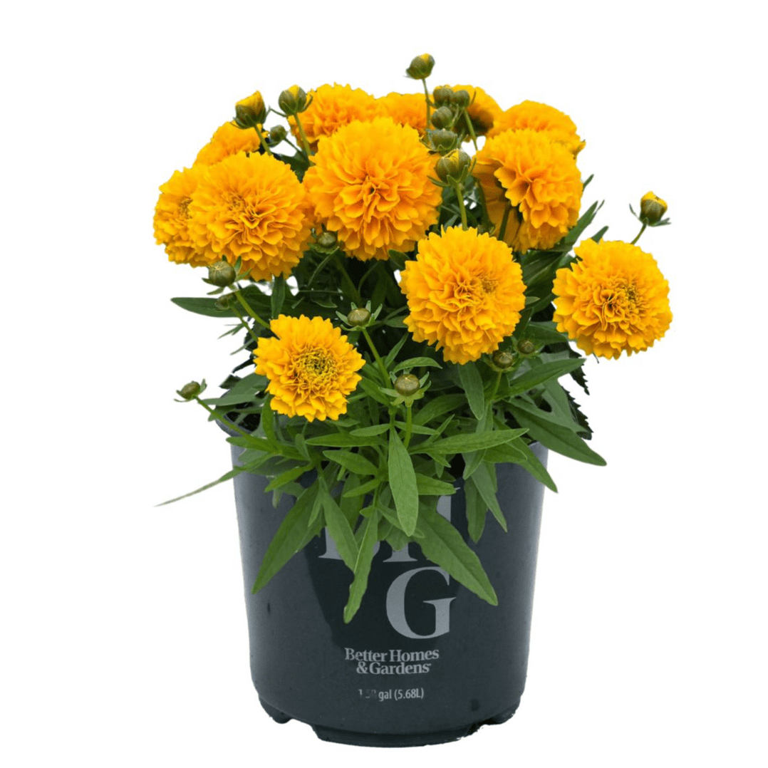 Better Homes & Gardens 1.5G Coreopsis Solanna Golden Sphere Live Plant ...