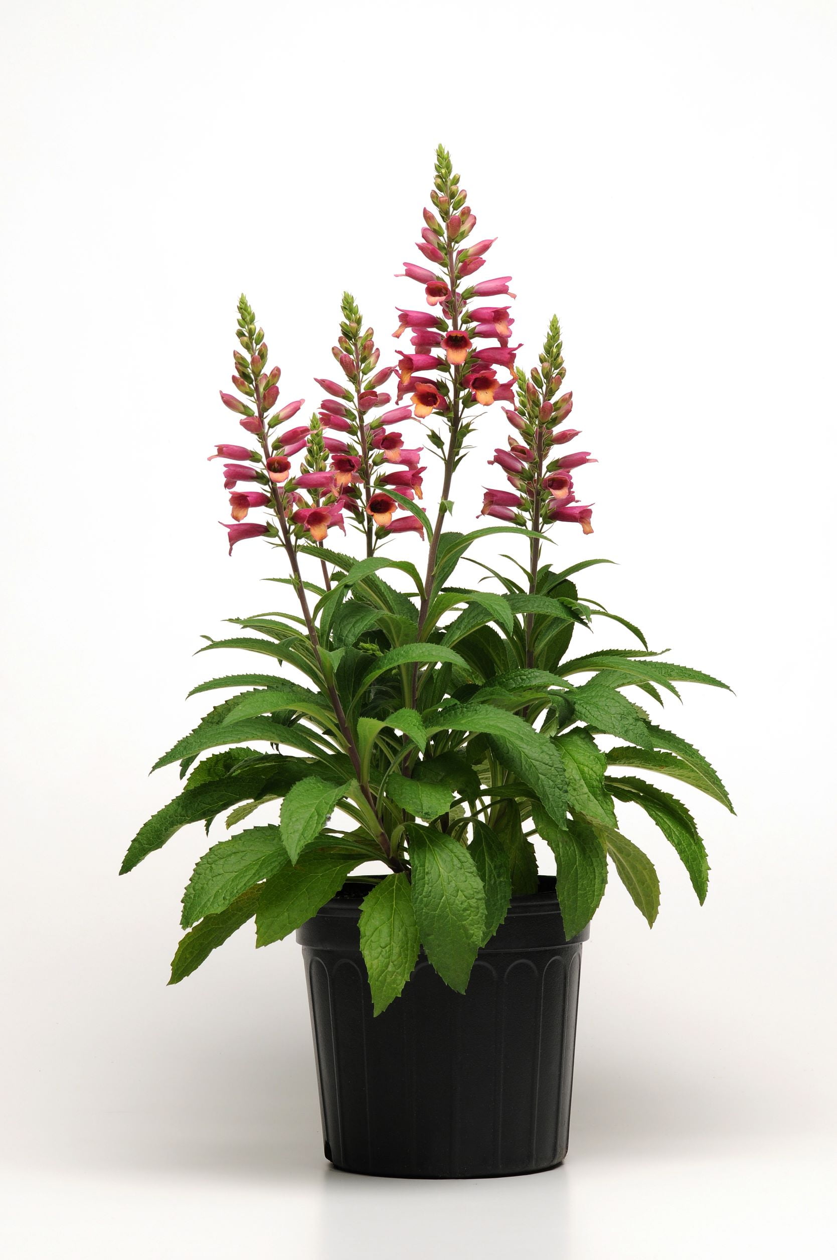 Better Homes&Gardens 1.5G Digitalis Foxlight - Walmart.com