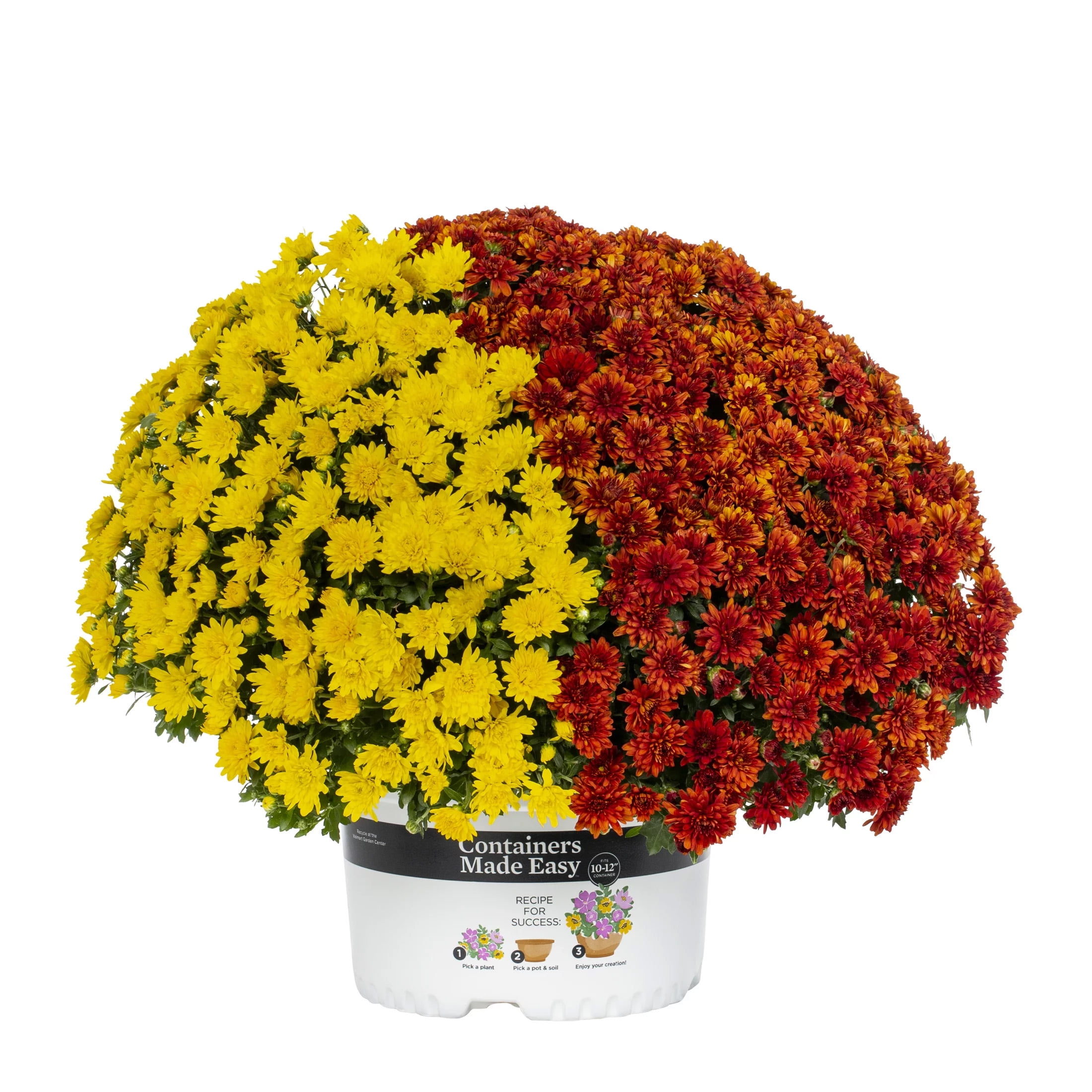 Better Homes & Gardens 1.5G Garden Mum Live Plant in Grower Pot ...