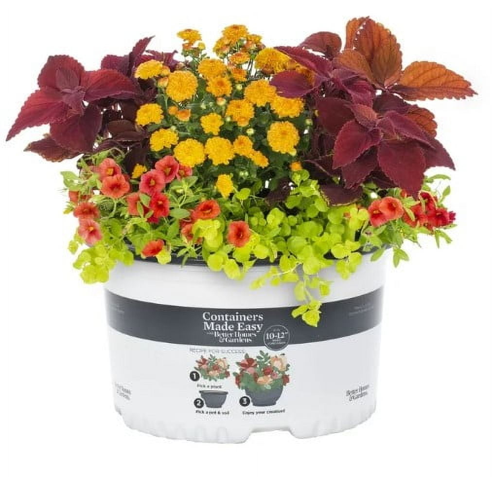 Better Homes & Gardens 1.5G Garden Mum Live Plant in Grower Pot ...