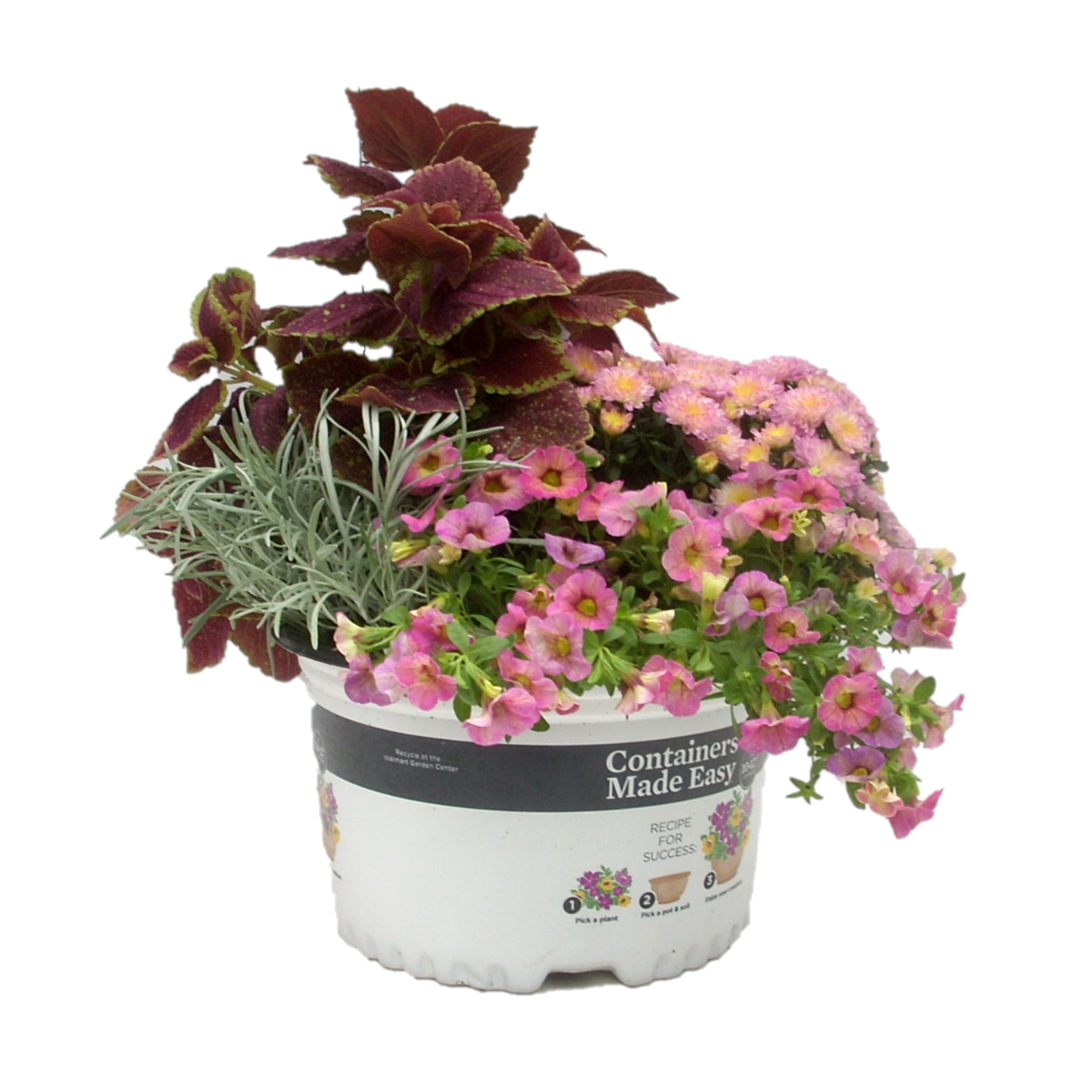 Better Homes & Gardens 1.5G Garden Mum Live Plant in Grower Pot, Full ...