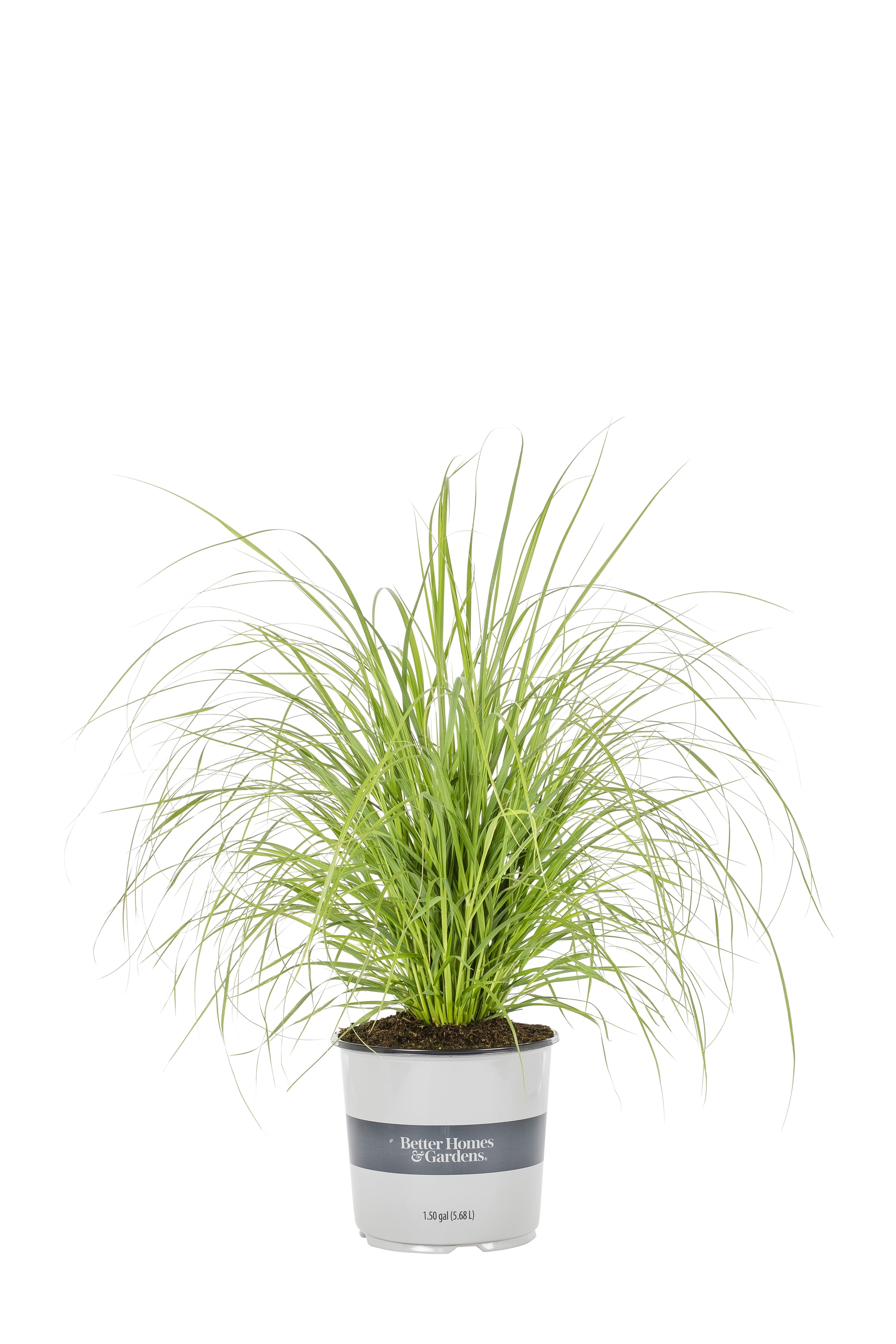 Better Homes & Gardens 1.5G Green Cortaderia Grass Grower Pot Sun ...