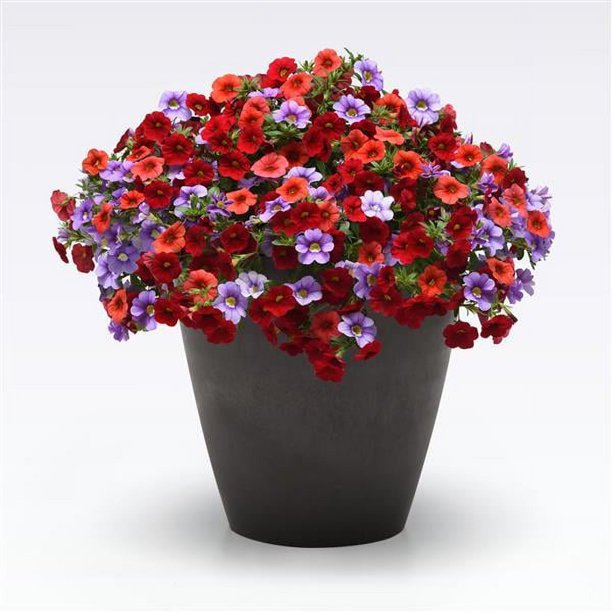 Better Homes & Gardens 1.5G Mix Masters Laguna Beach Combo Multicolor ...