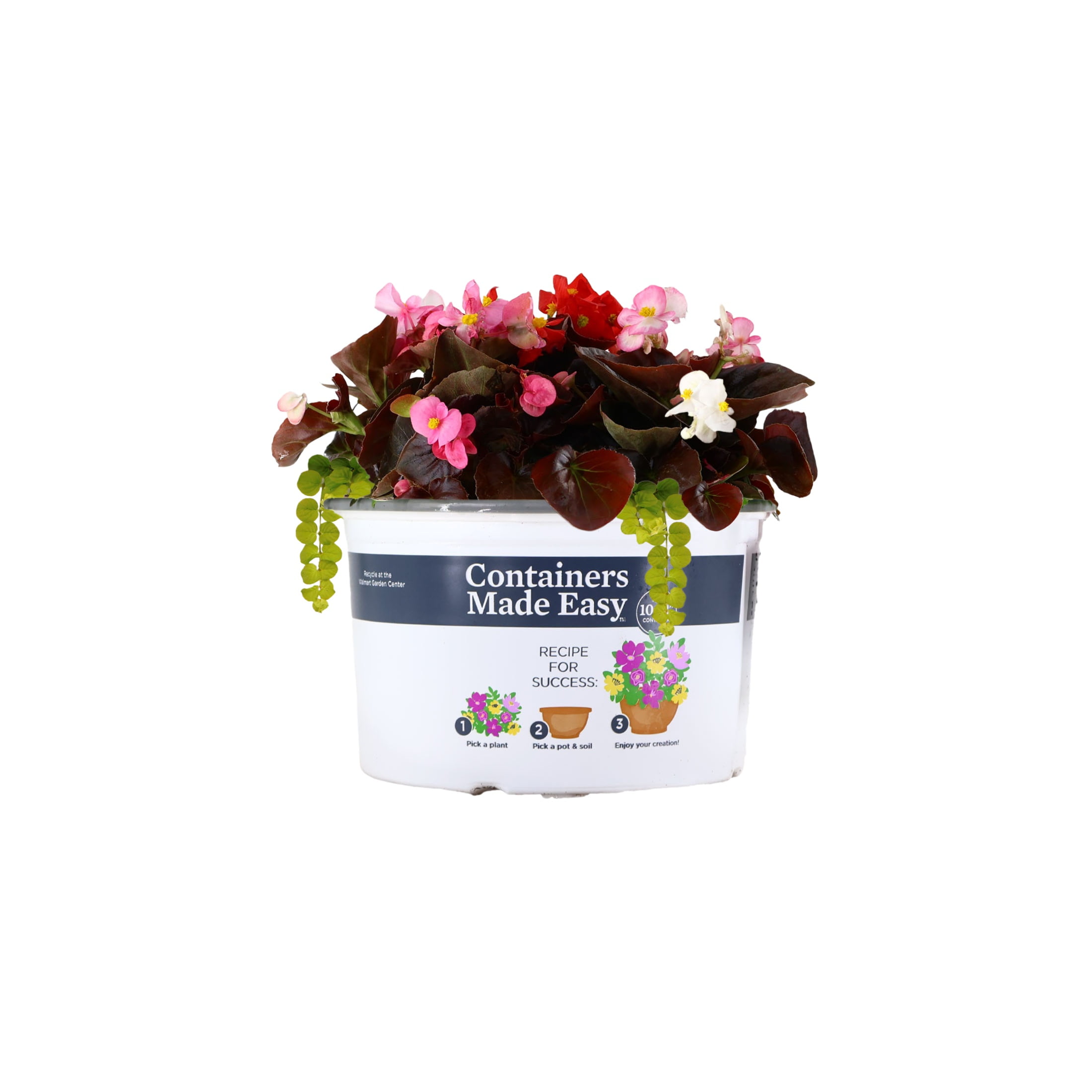 Better Homes & Gardens 1.5G Multicolor Begonia Combo Live Plants Grower ...