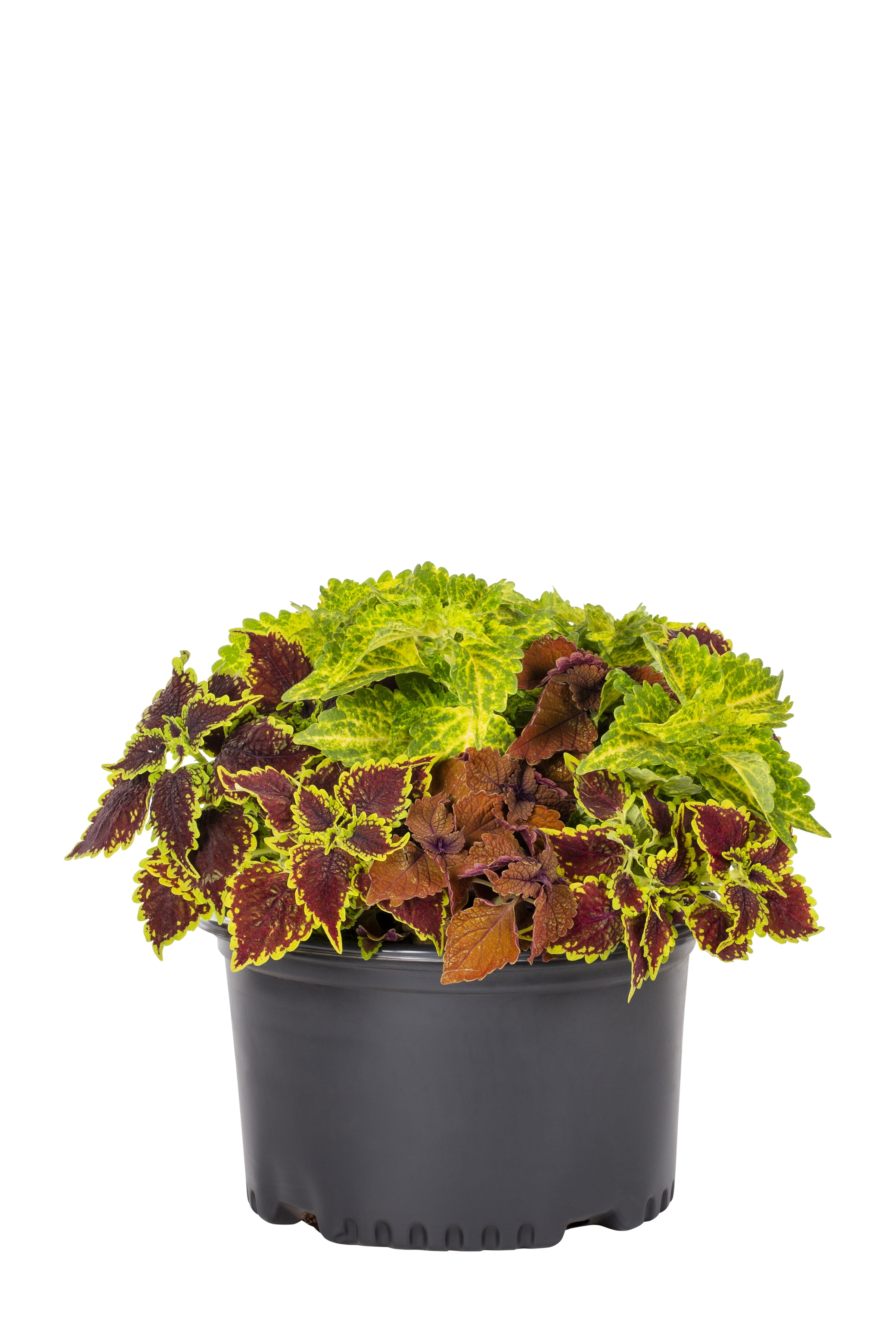 Better Homes & Gardens 1.5G Multicolor Coleus Mix Live Plants with ...