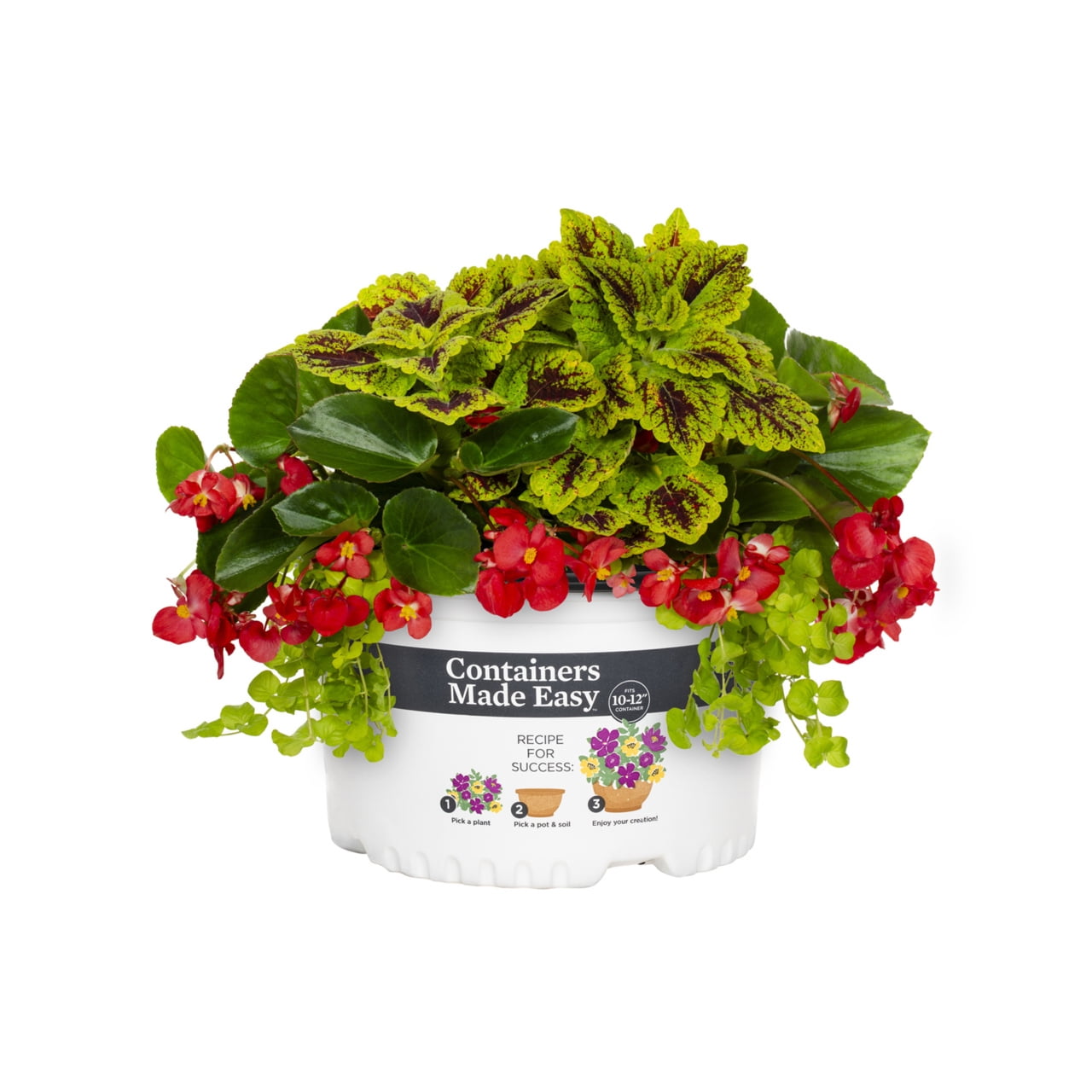 Better Homes & Gardens 1.5gal Multicolor Coleus Mix Live Annual Plant ...