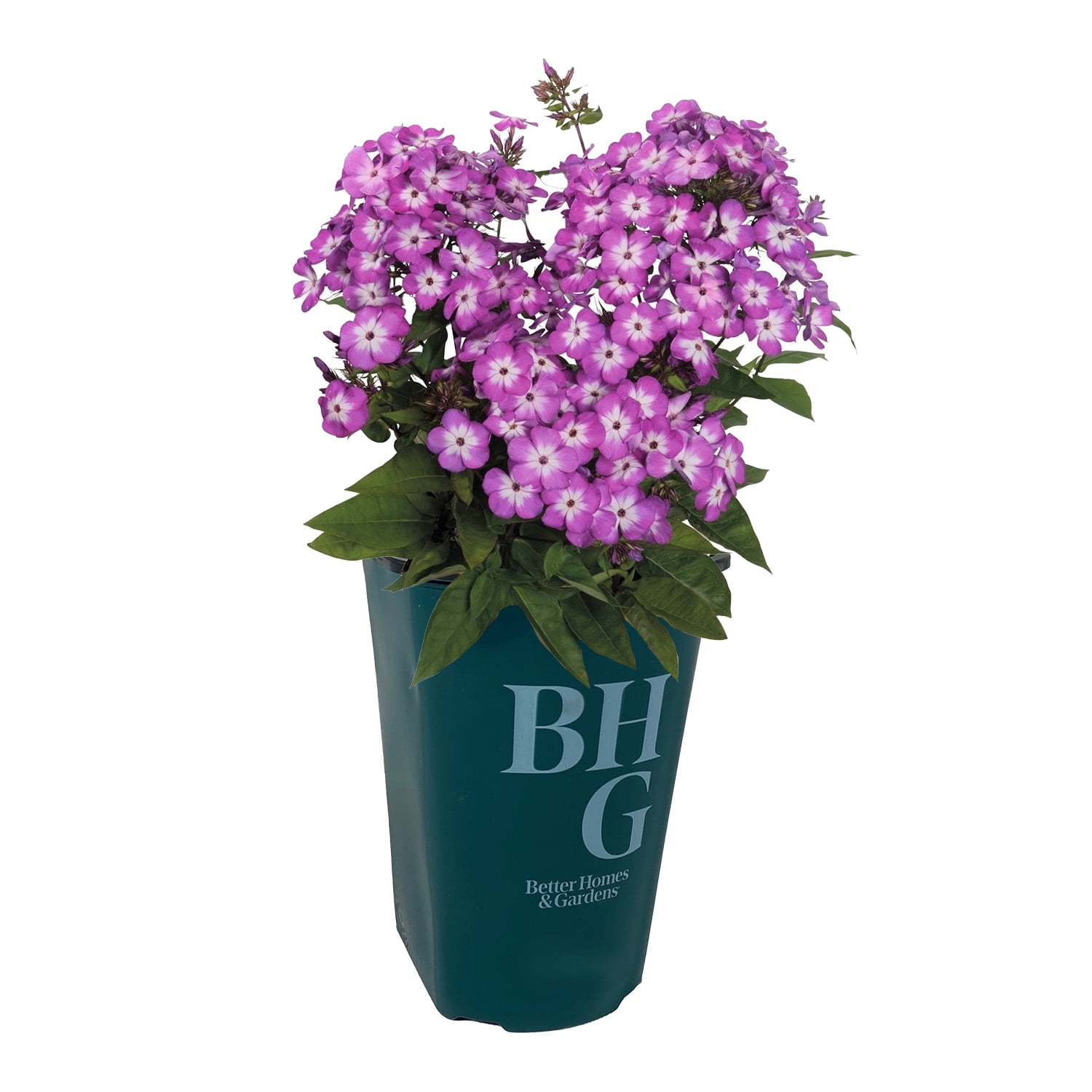 Better Homes & Gardens 1.5 Gallon Pink Garden Phlox Perennial Outdoor ...