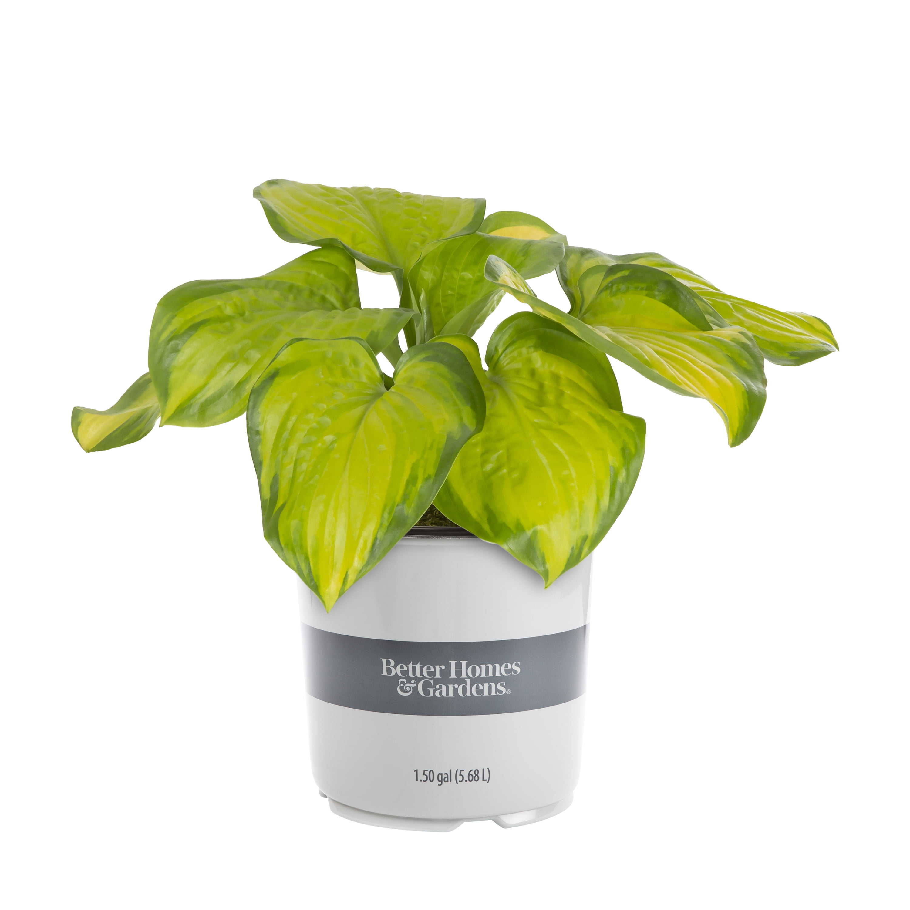Better Homes & Gardens 1.5G Multicolor Hosta Live Plant Grower Pot ...