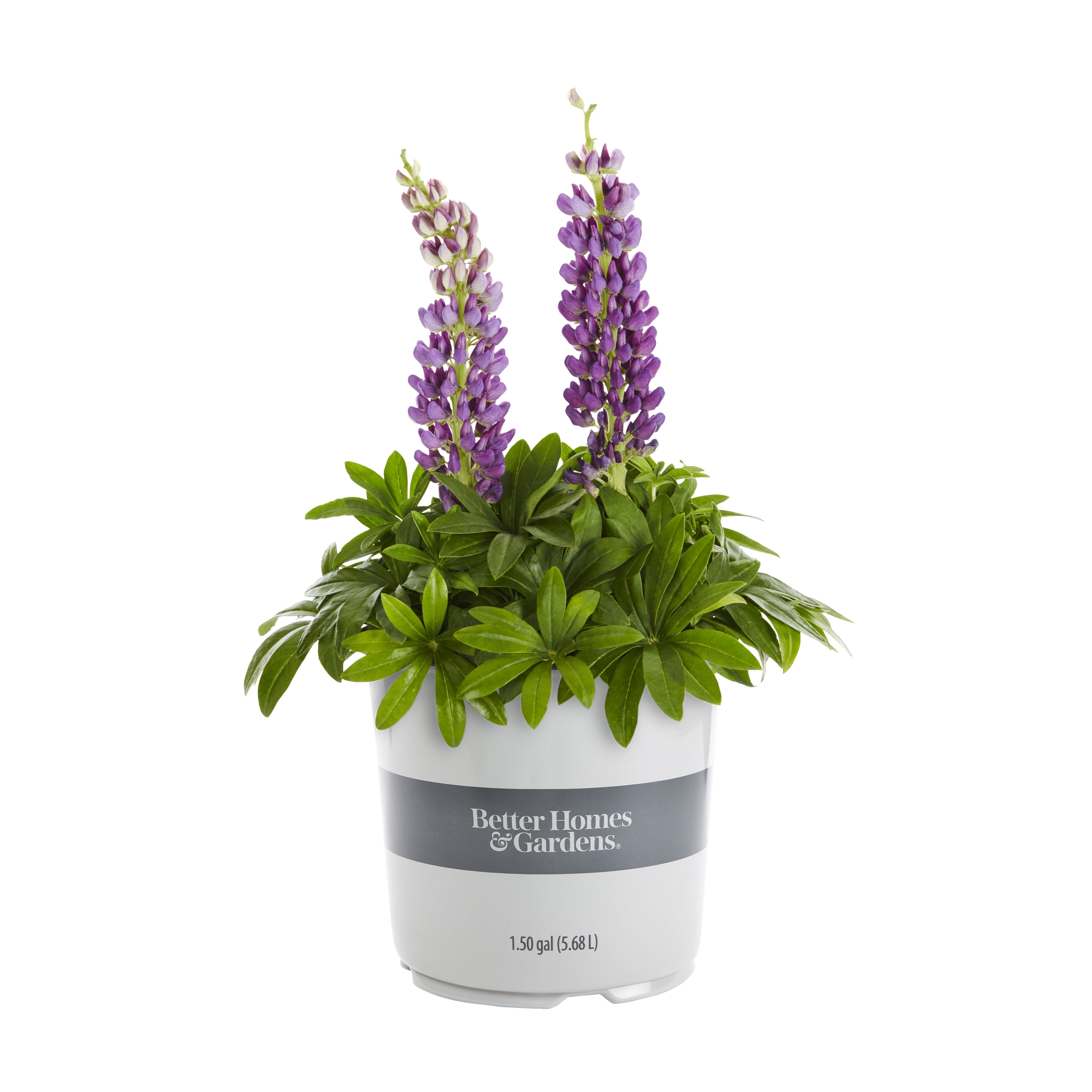Better Homes & Gardens 1.5G Multicolor Lupine Live Plant with Grower ...