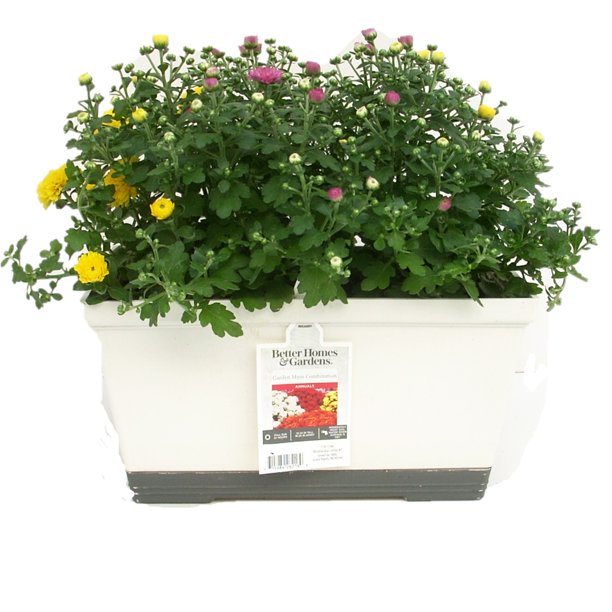 Better Homes & Gardens 1.5G Multicolor Mum Combo, Live Plants, Full Sun ...