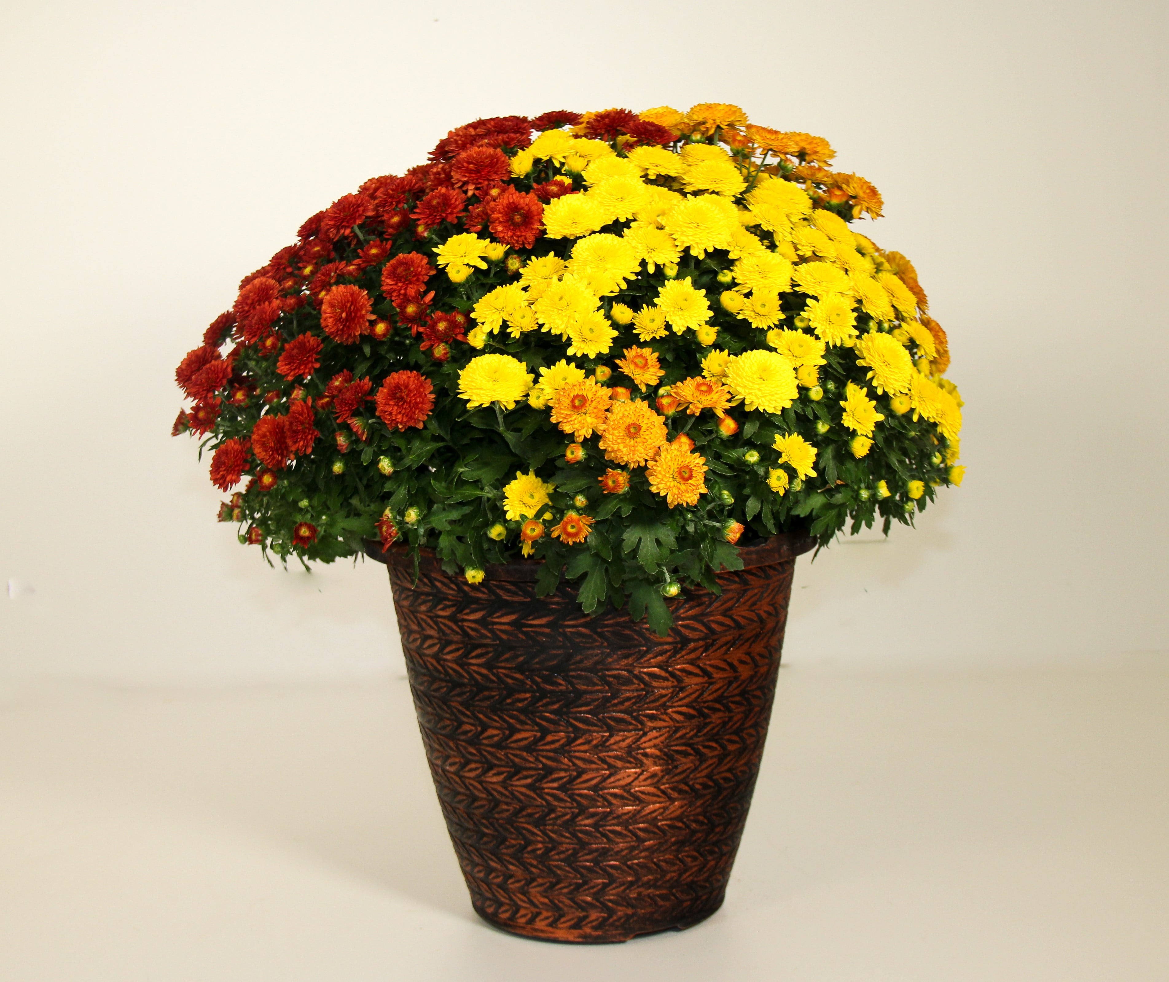 Better Homes & Gardens 1.5G Multicolor Mum Full Sun Live Plants ...