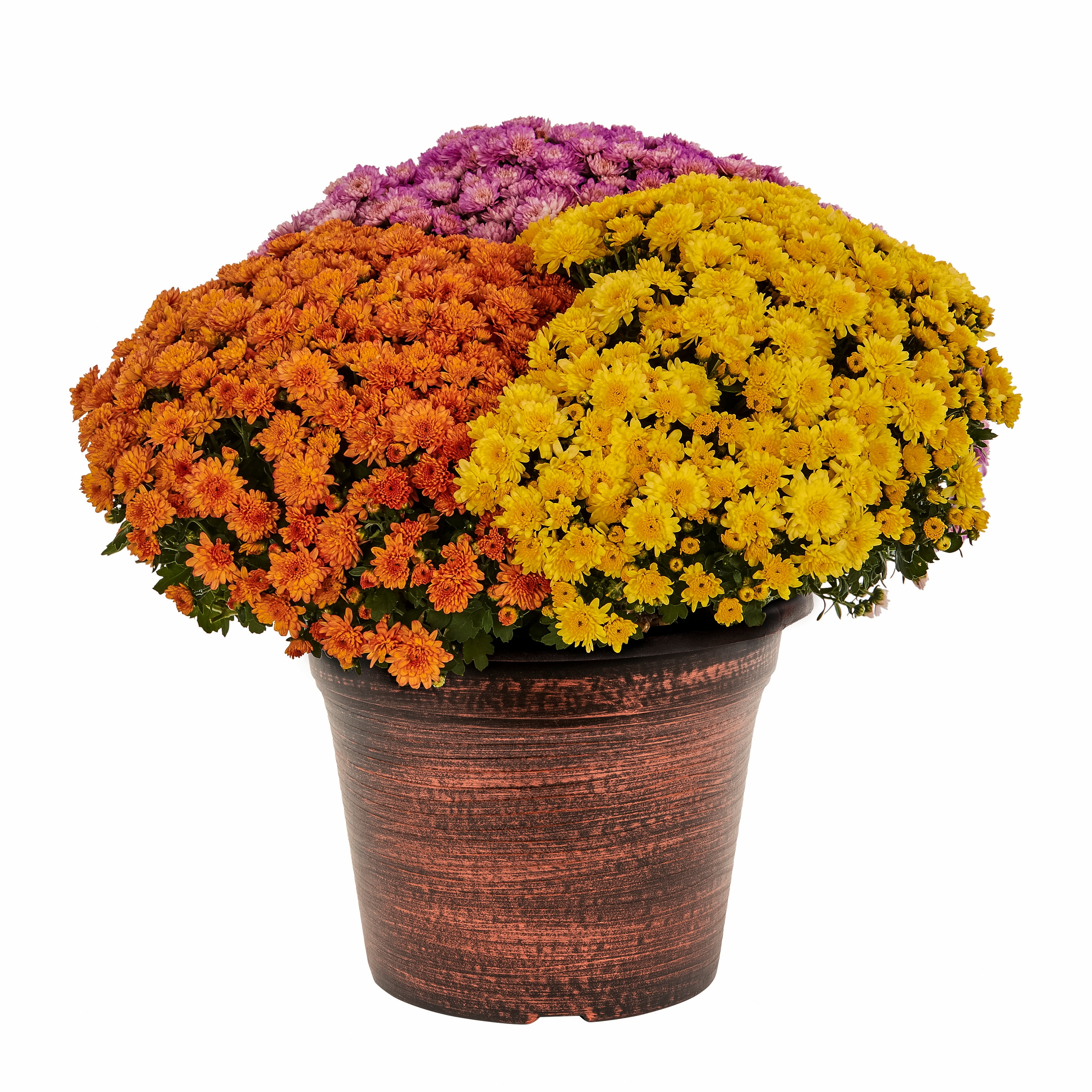 Better Homes & Gardens 1.5G Multicolor Mum, Live Plants, Full Sun ...