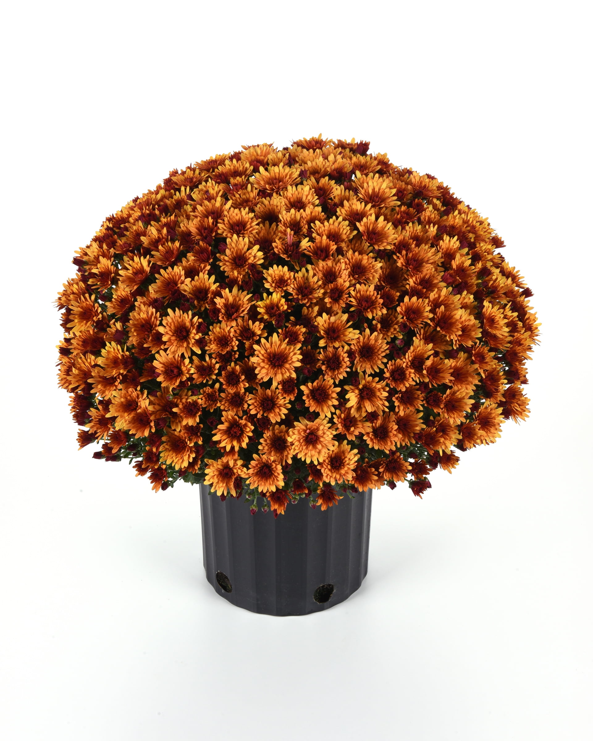 Better Homes & Gardens 1.5G Orange Mum Live Plant in Decorative Pot ...