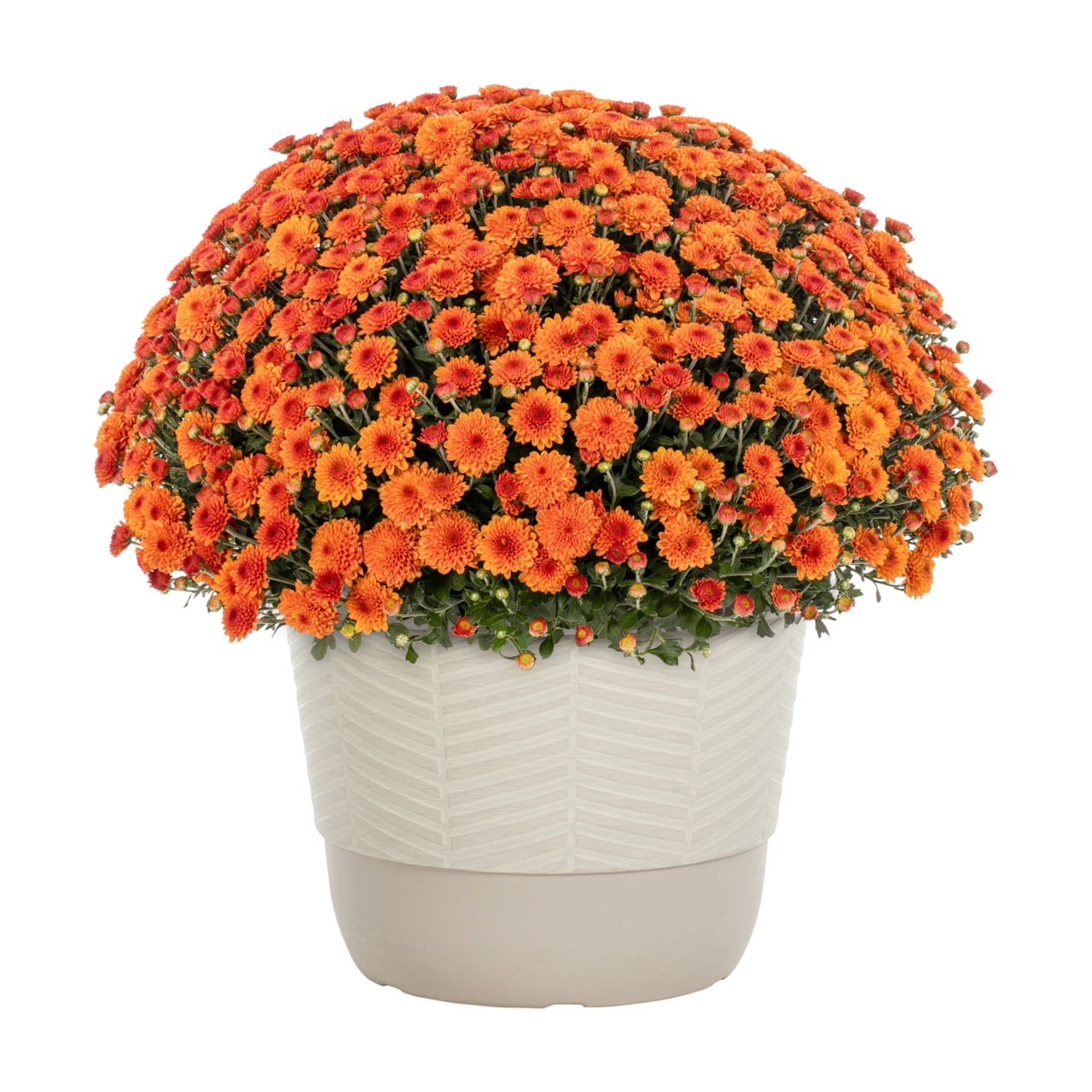 Better Homes & Gardens 1.5Gal Orange Garden Chrysanthemum Plant ...