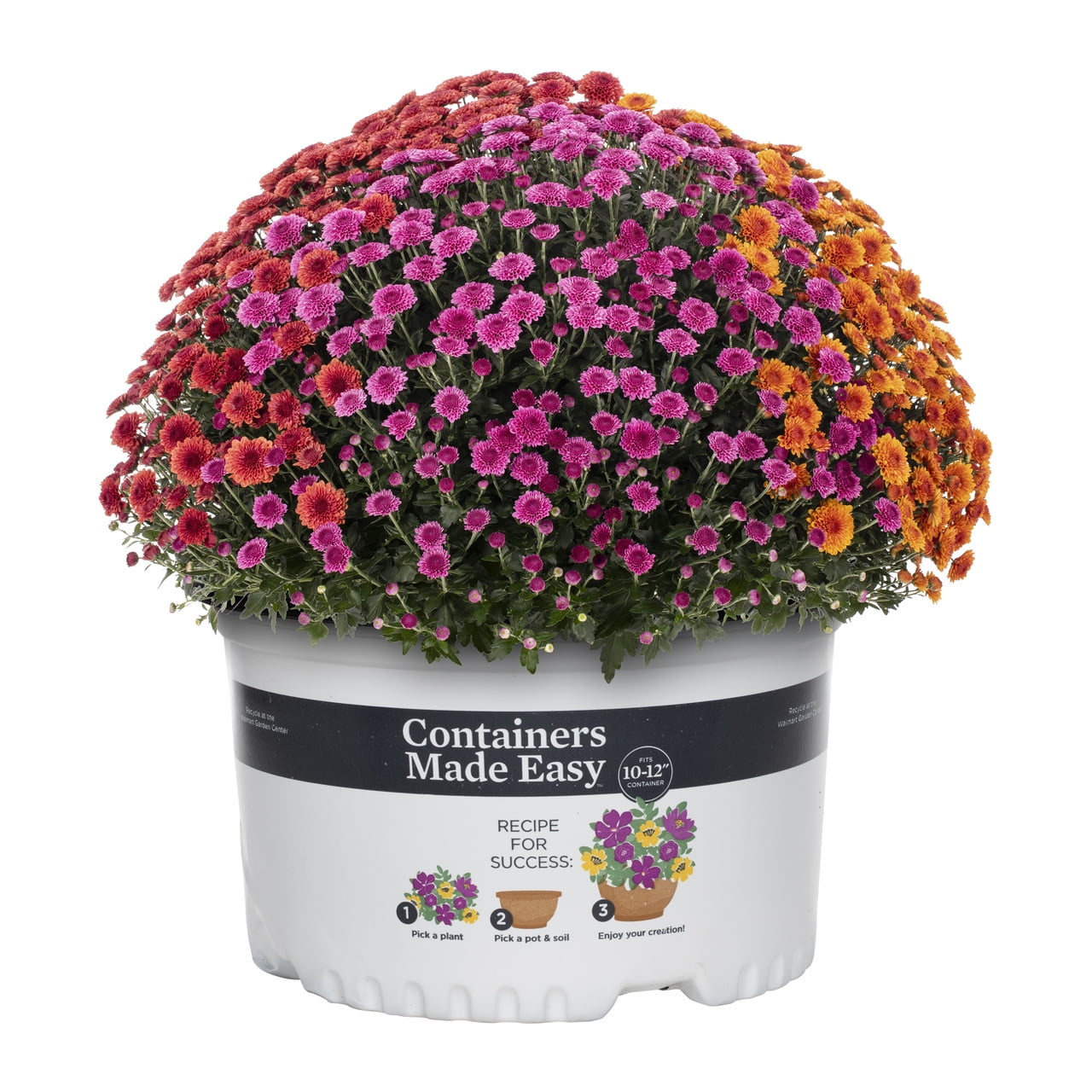 Better Homes & Gardens 1.5G Orange Purple Red Mum Live Plant Containers ...