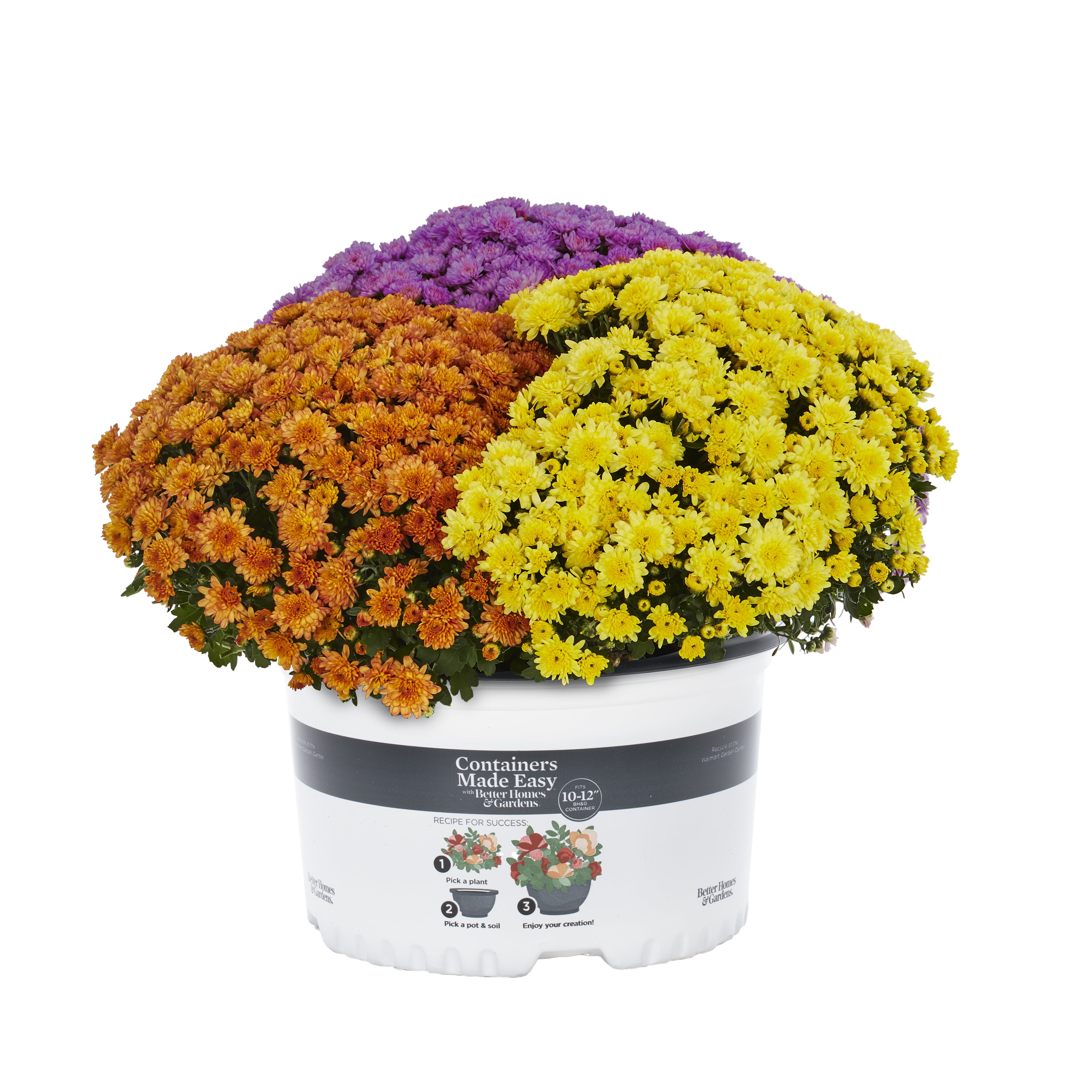 Better Homes & Gardens 1.5G Orange Purple Yellow Garden Mum Live Plant ...