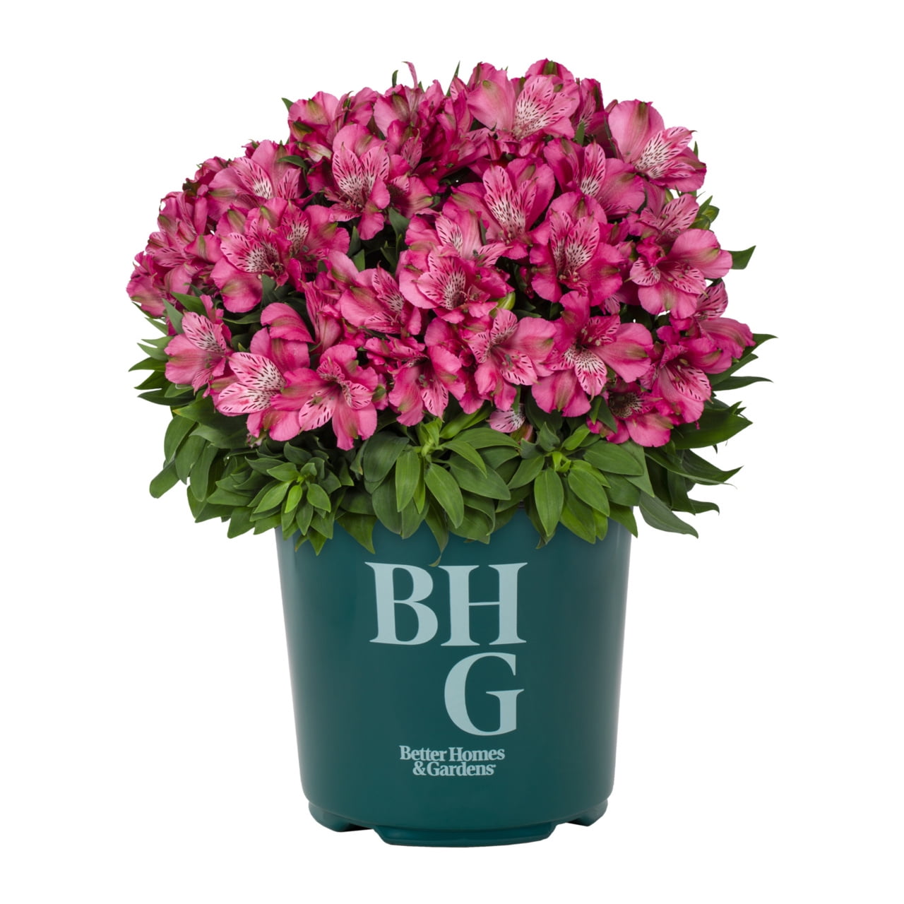Better Homes & Gardens 1.5G Pink Alstroemeria Inca Live Plant (1 Pack ...