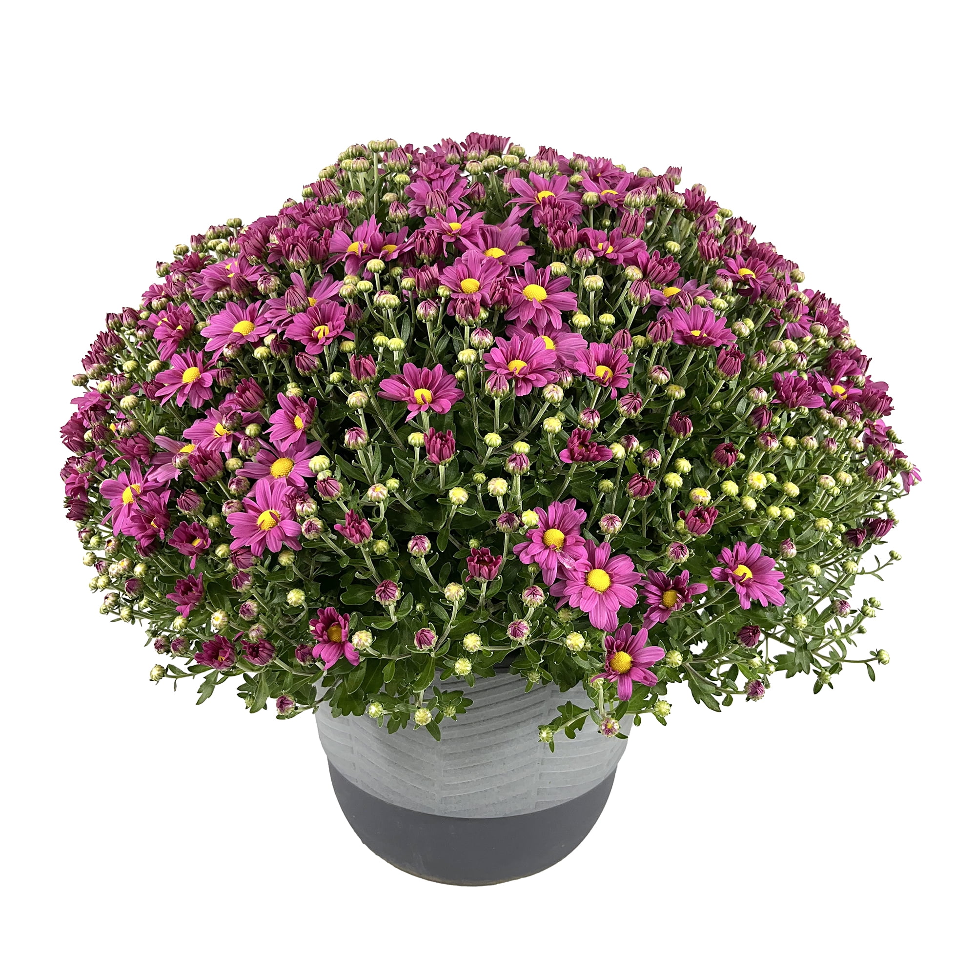 Better Homes & Gardens 1.5G Pink Daisy Garden Mum Live Plant Decorative ...