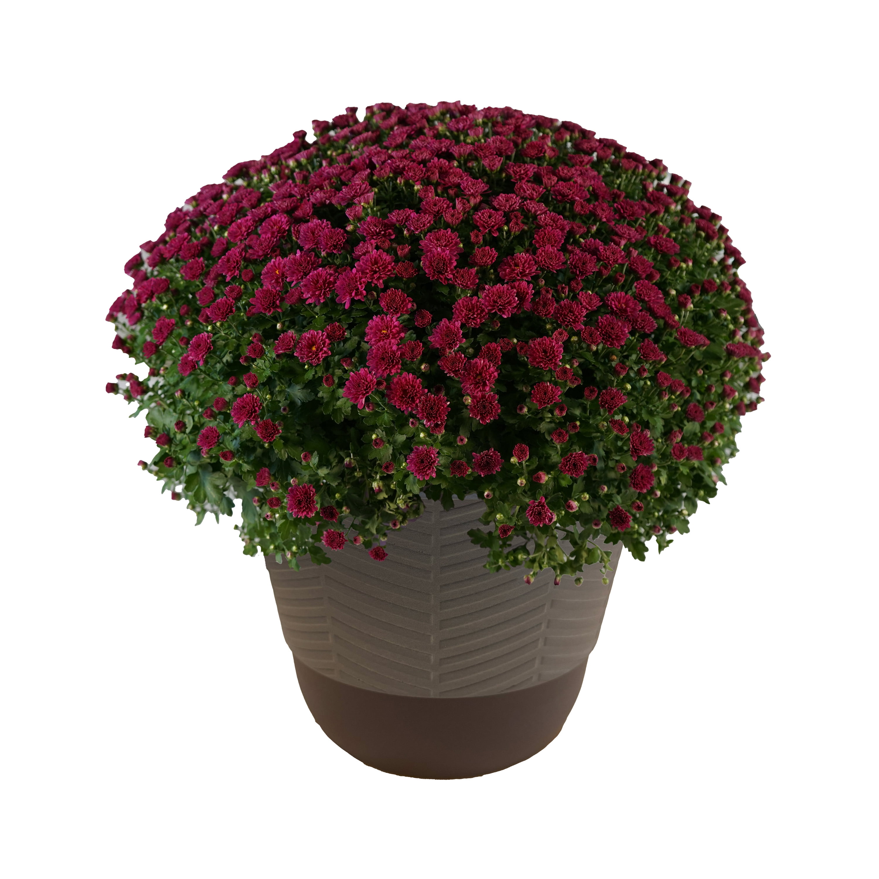 Better Homes & Gardens 1.5G Pink Mum Live Plant in Decorative Pot ...