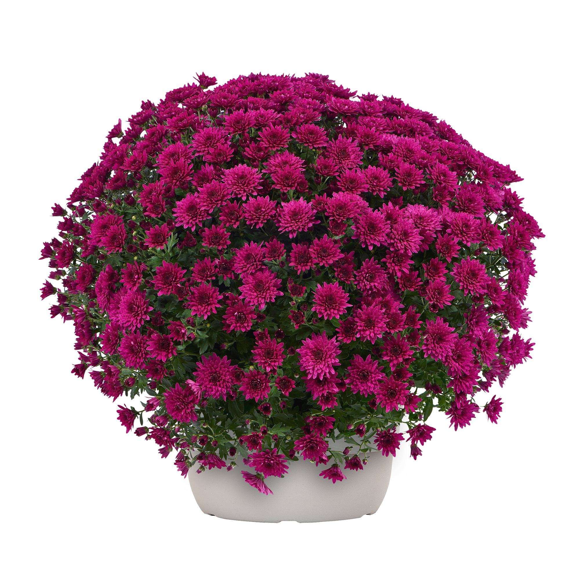 Better Homes & Gardens 1.5G Purple Mum Live Plant in Decorative Pot ...