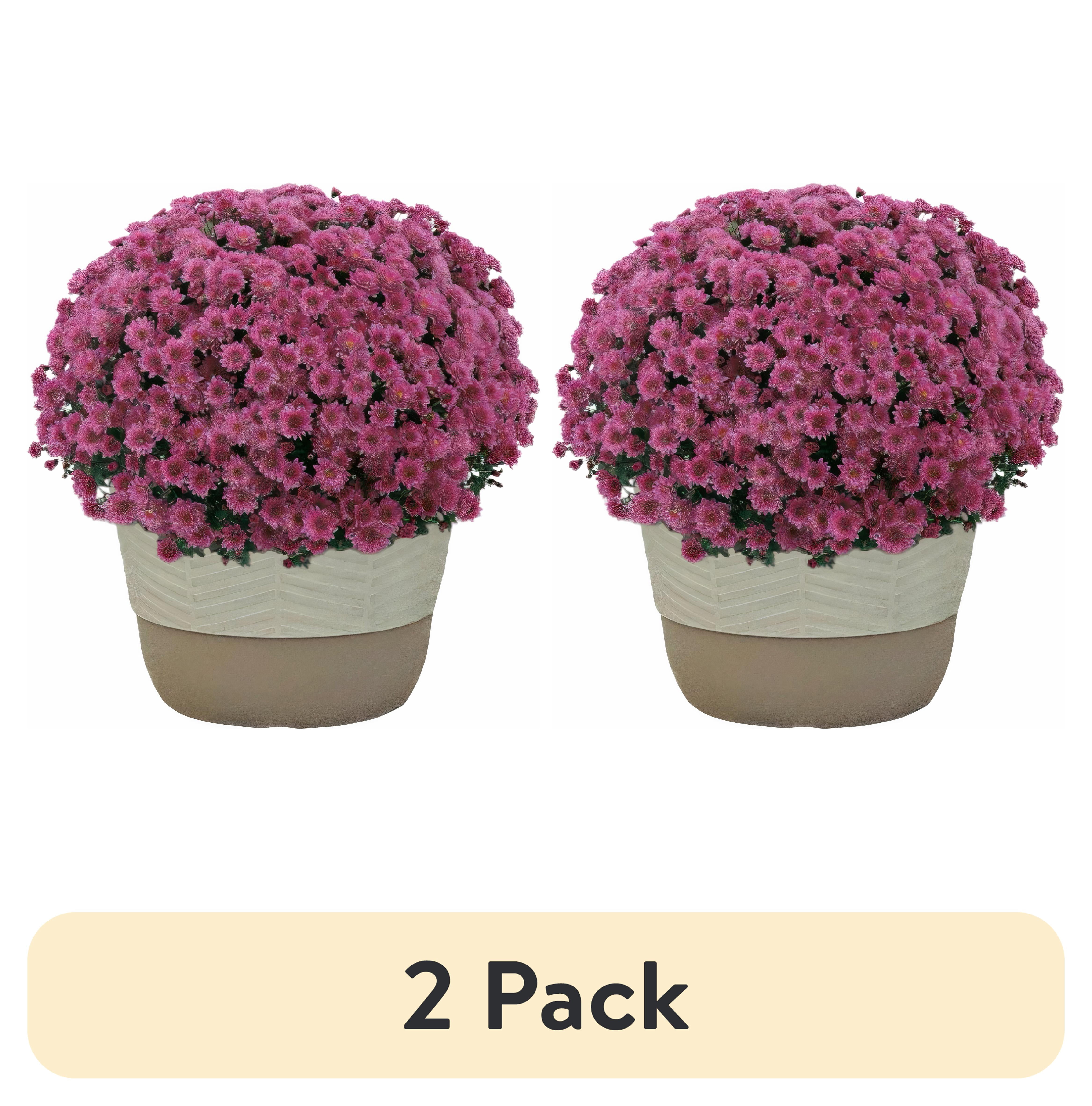 (2 pack) Better Homes & Gardens 1.5G Purple Mum Live Plant in ...