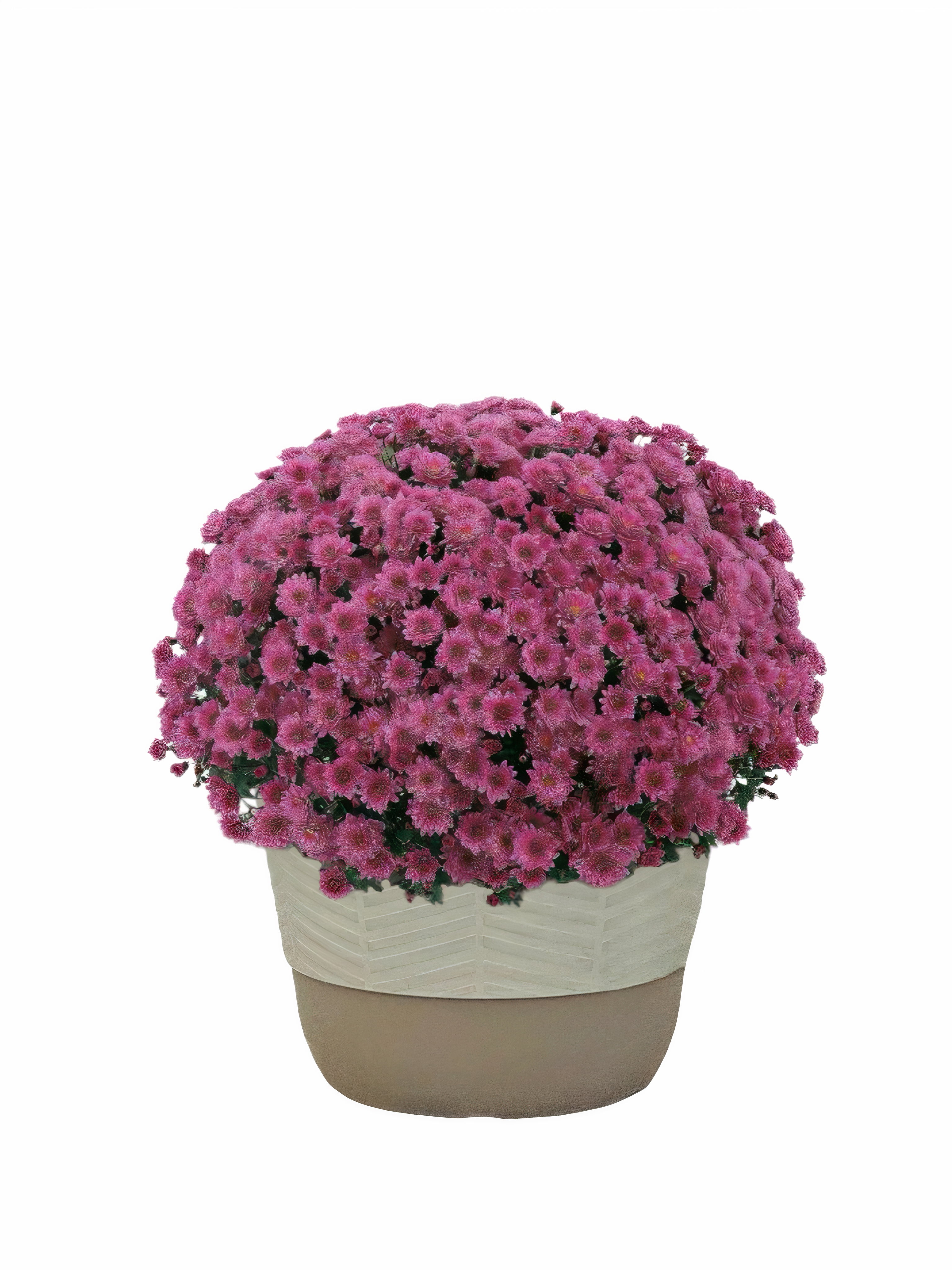 Better Homes & Gardens 1.5G Purple Mum Live Plant in Decorative Pot ...