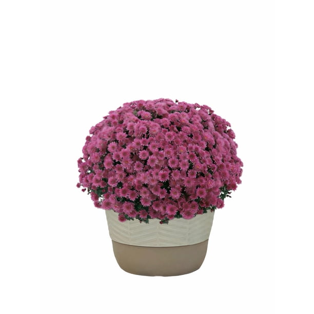 Better Homes & Gardens 1.5G Purple Mum Live Plant in Decorative Pot ...