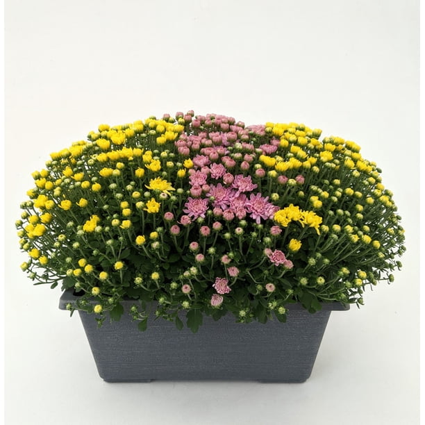 Better Homes & Gardens 1.5G Purple & Yellow Mum Live Plant with ...