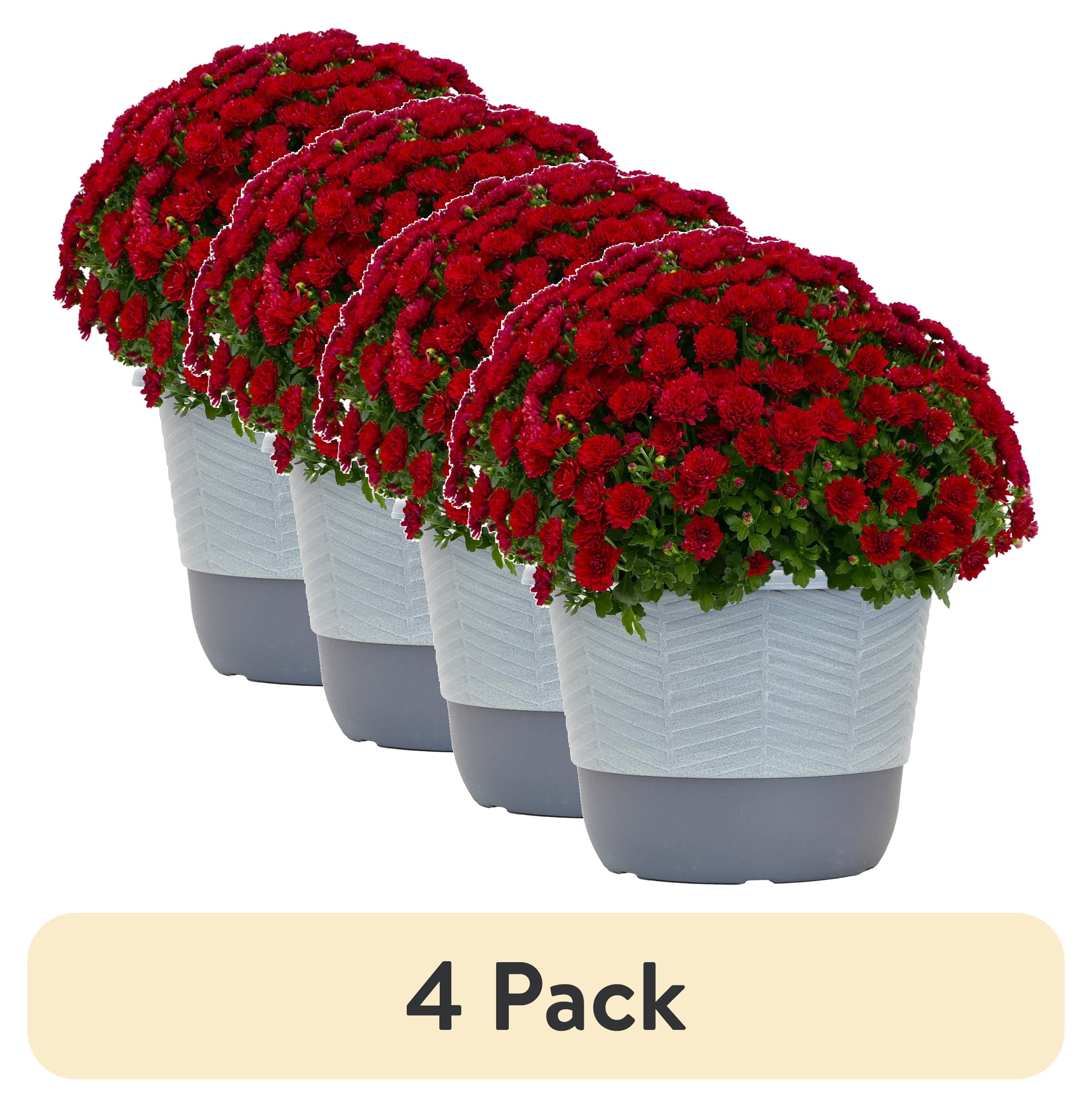 (4 pack) Better Homes & Gardens 1.5G Red Mum Live Plant in Decorative ...
