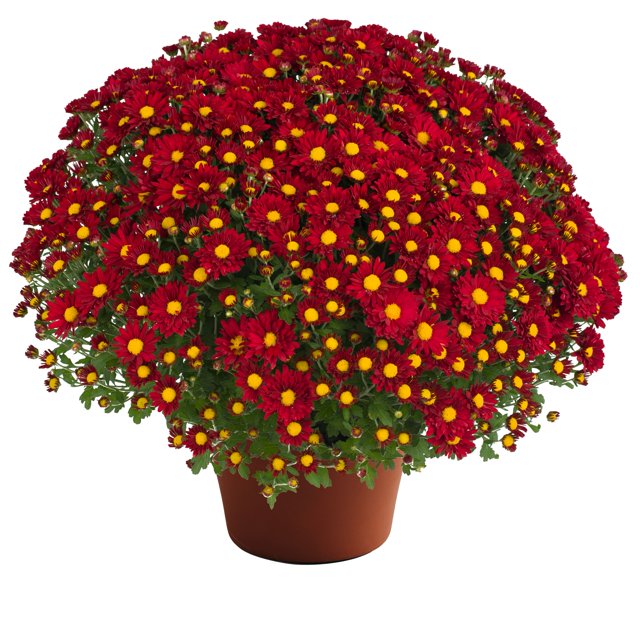 Better Homes & Gardens 1.5G Red Mum Live Plant in Decorative Pot ...