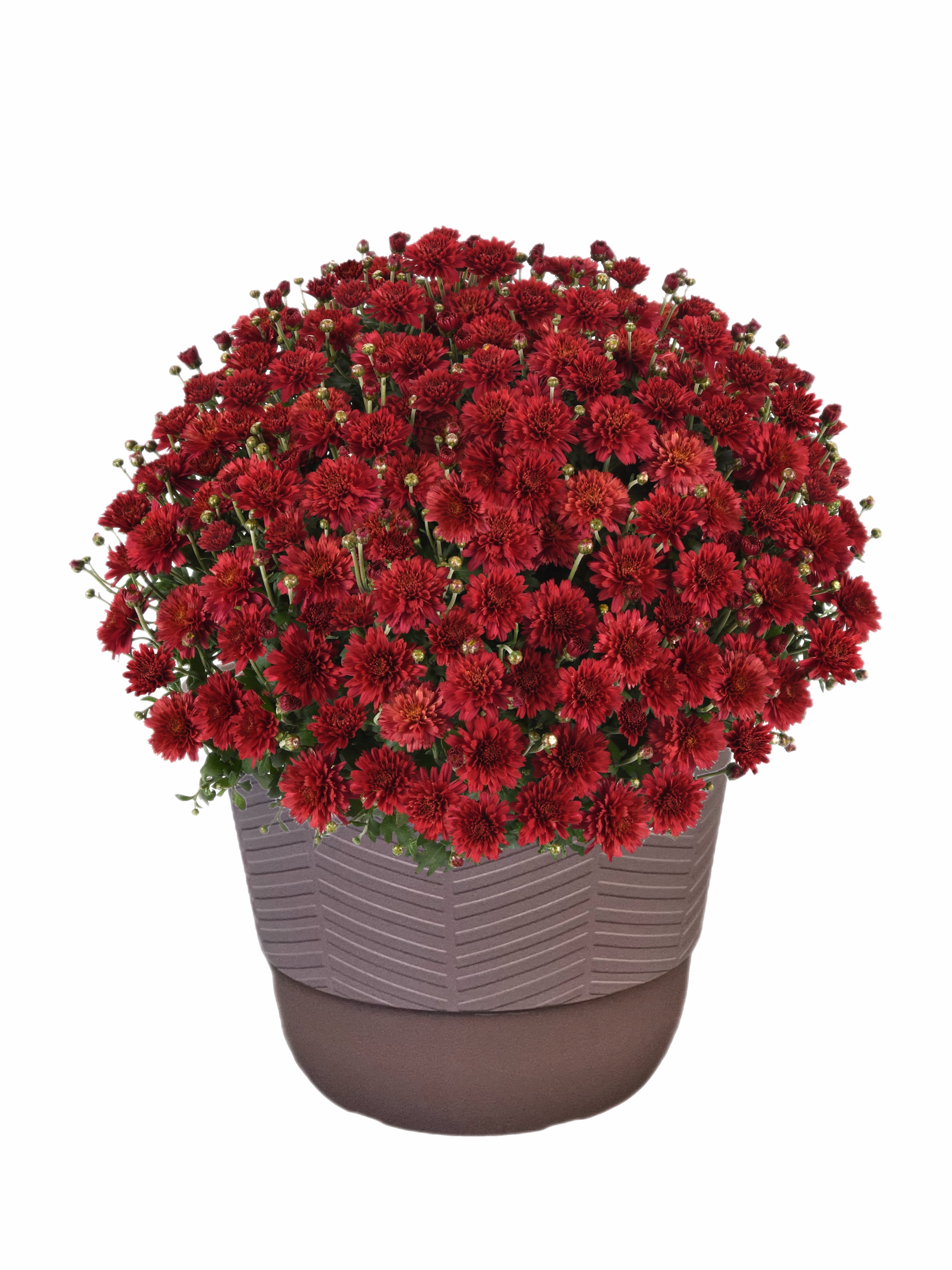 Better Homes & Gardens 1.5G Red Mum Live Plant in Decorative Pot ...