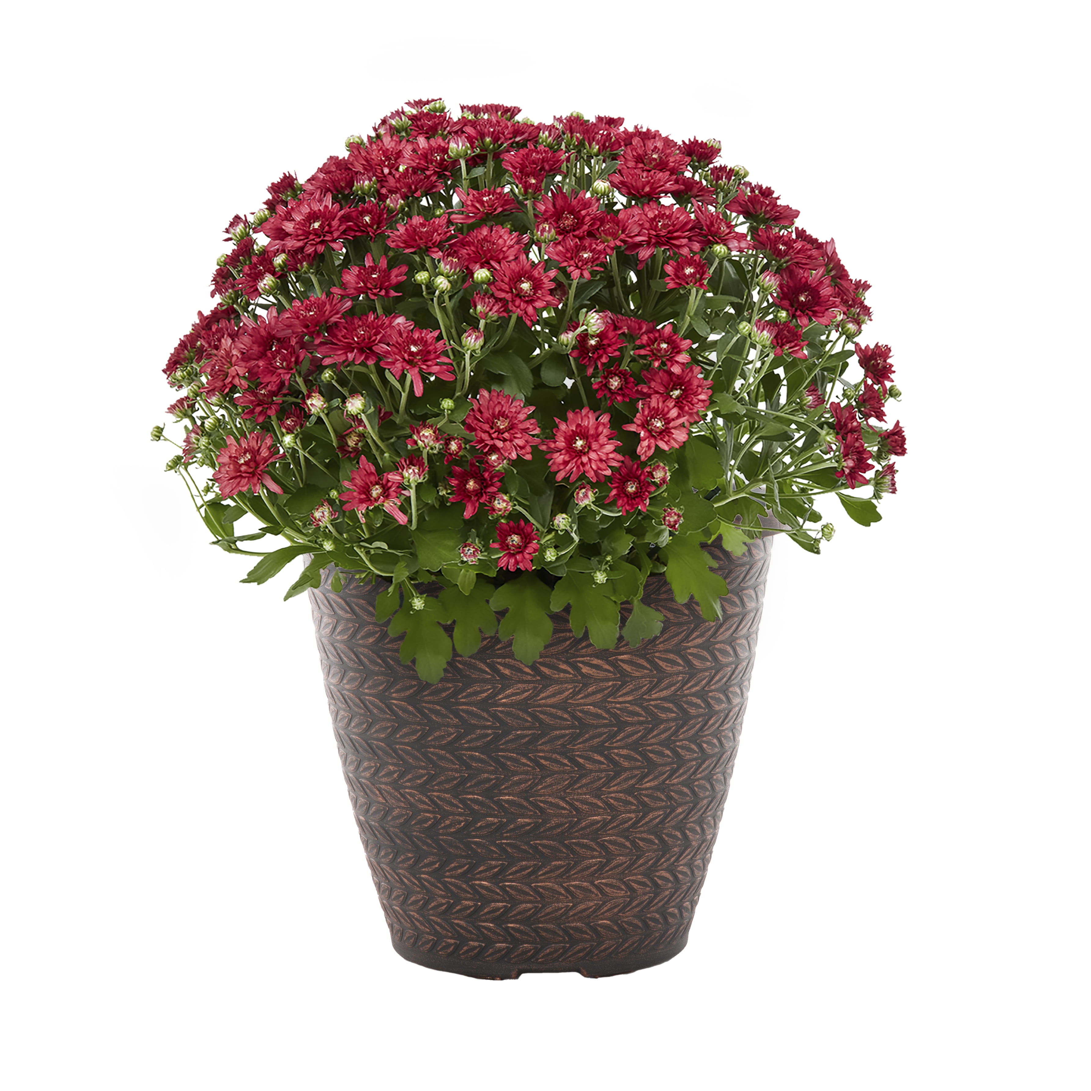 Better Homes & Gardens 1.5G Red Mum Live Plant in Decorative Pot ...