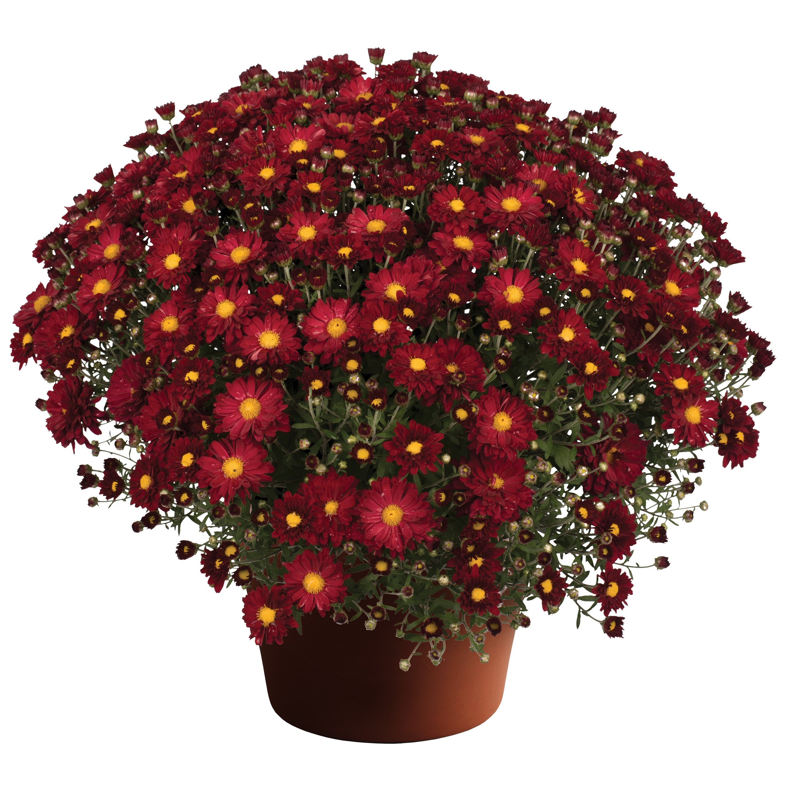 Better Homes & Gardens 1.5G Red Mum Live Plant in Decorative Pot ...