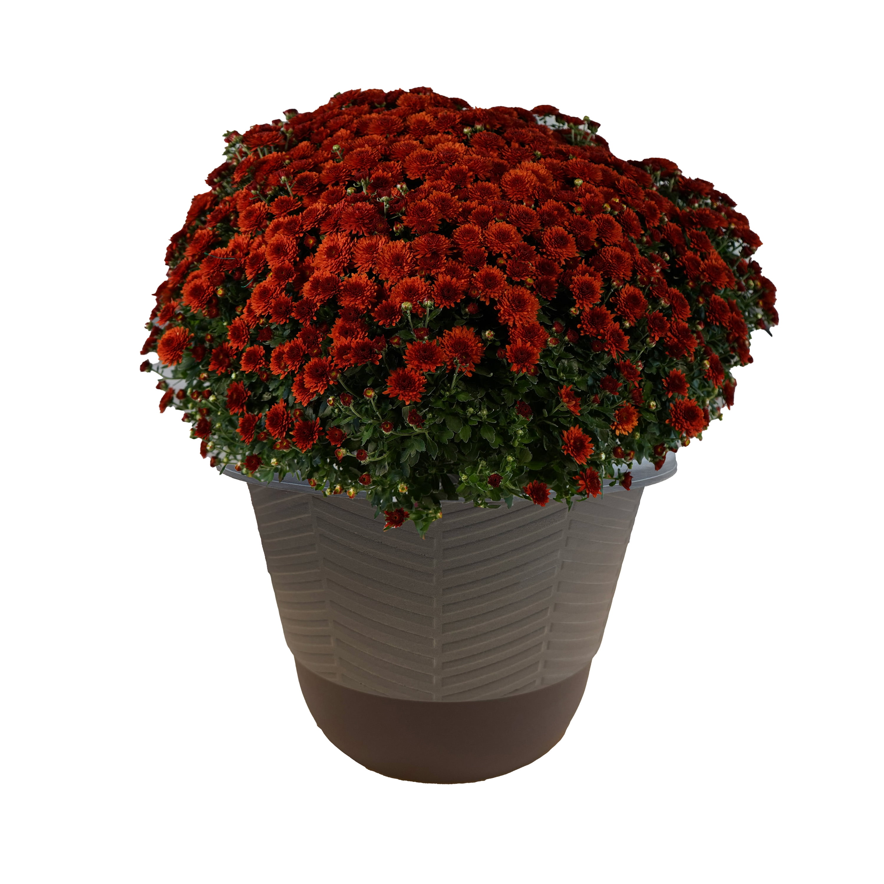 Better Homes & Gardens 1.5G Red Mum Live Plant in Decorative Pot ...
