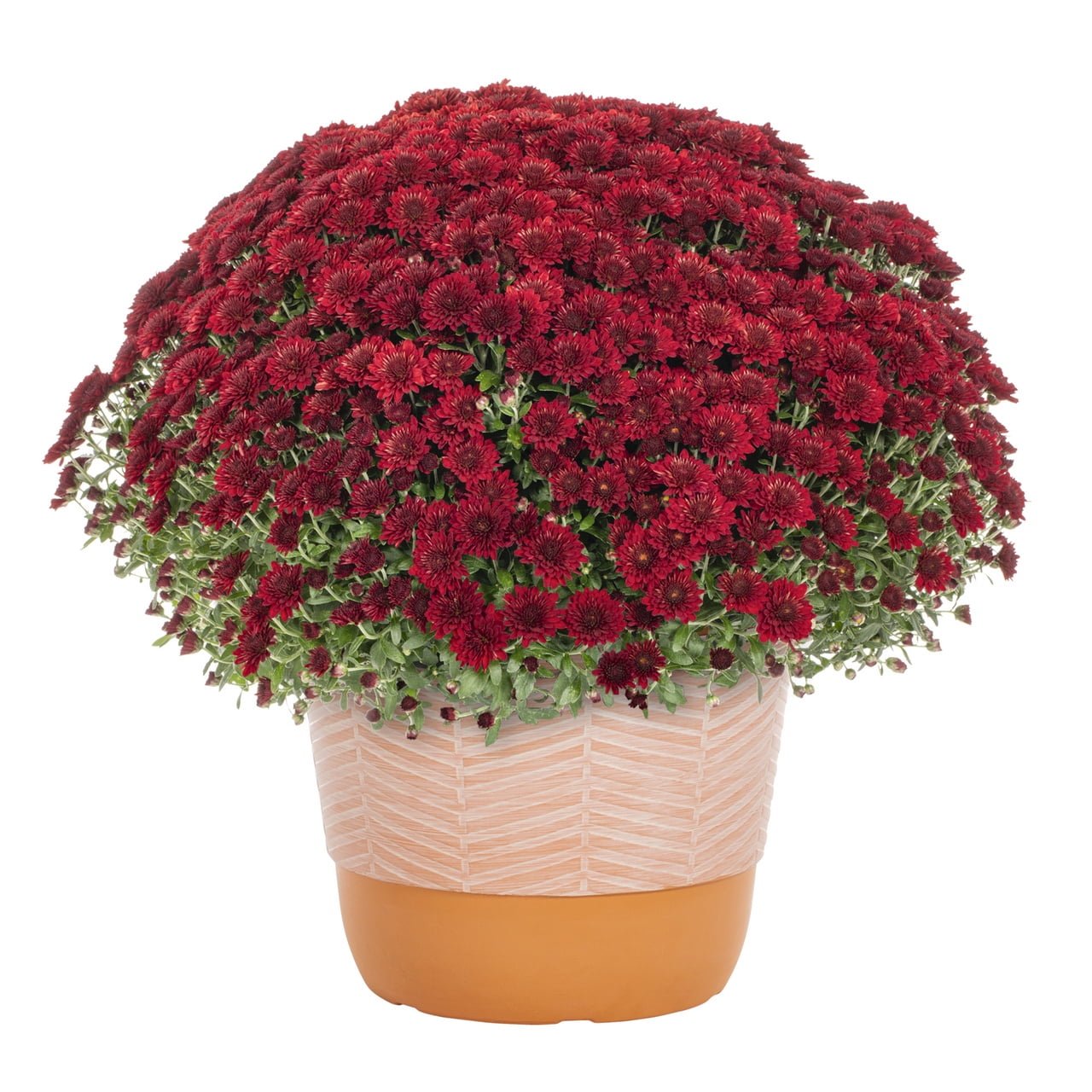 Better Homes & Gardens 1.5Gal Red Garden Chrysanthemum Plant Decorative ...
