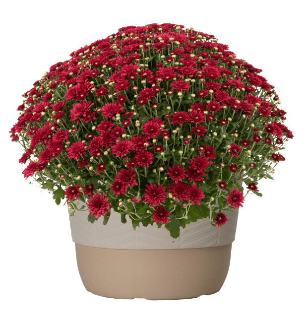 Better Homes & Gardens 1.5G Red Mum Live Plant in Decorative Pot ...