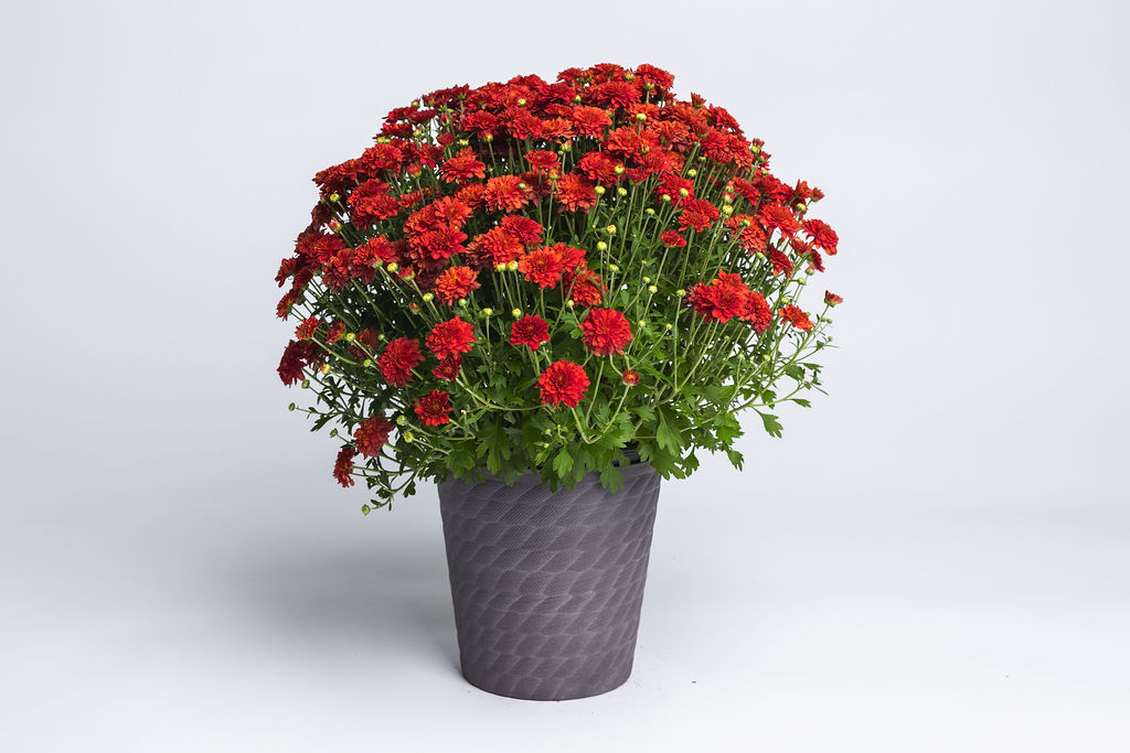 Better Homes & Gardens 1.5G Red Mum Live Plant in Decorative Pot ...