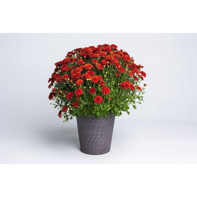 Better Homes & Gardens 1.5G Red Mum Live Plant in Decorative Pot ...