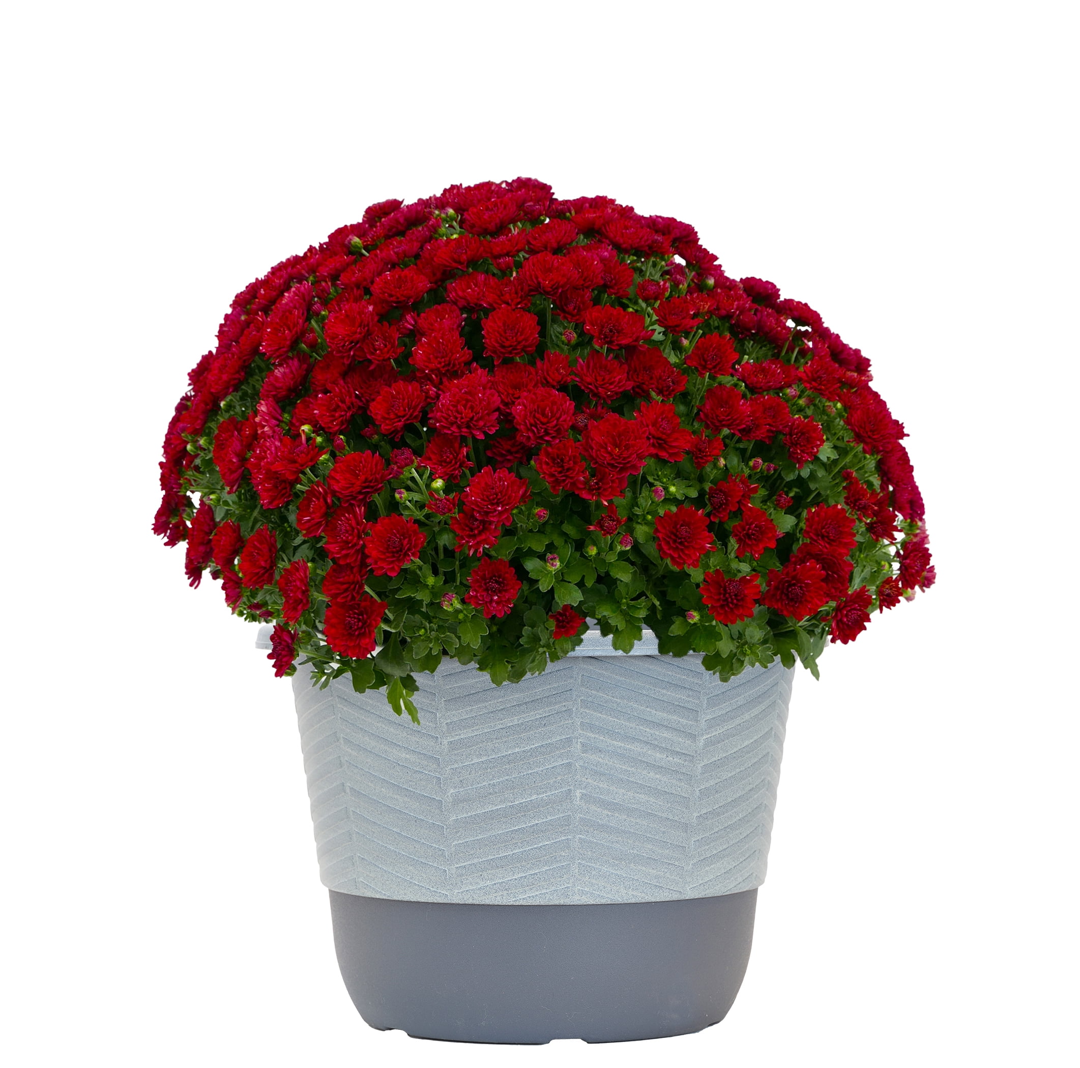 Better Homes & Gardens 1.5G Red Mum Live Plant in Decorative Pot ...