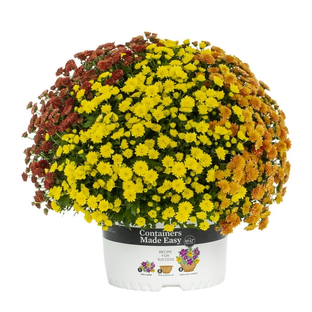 Better Homes & Gardens 1.5G Red Orange and Yellow Farmhouse Cider Mum ...